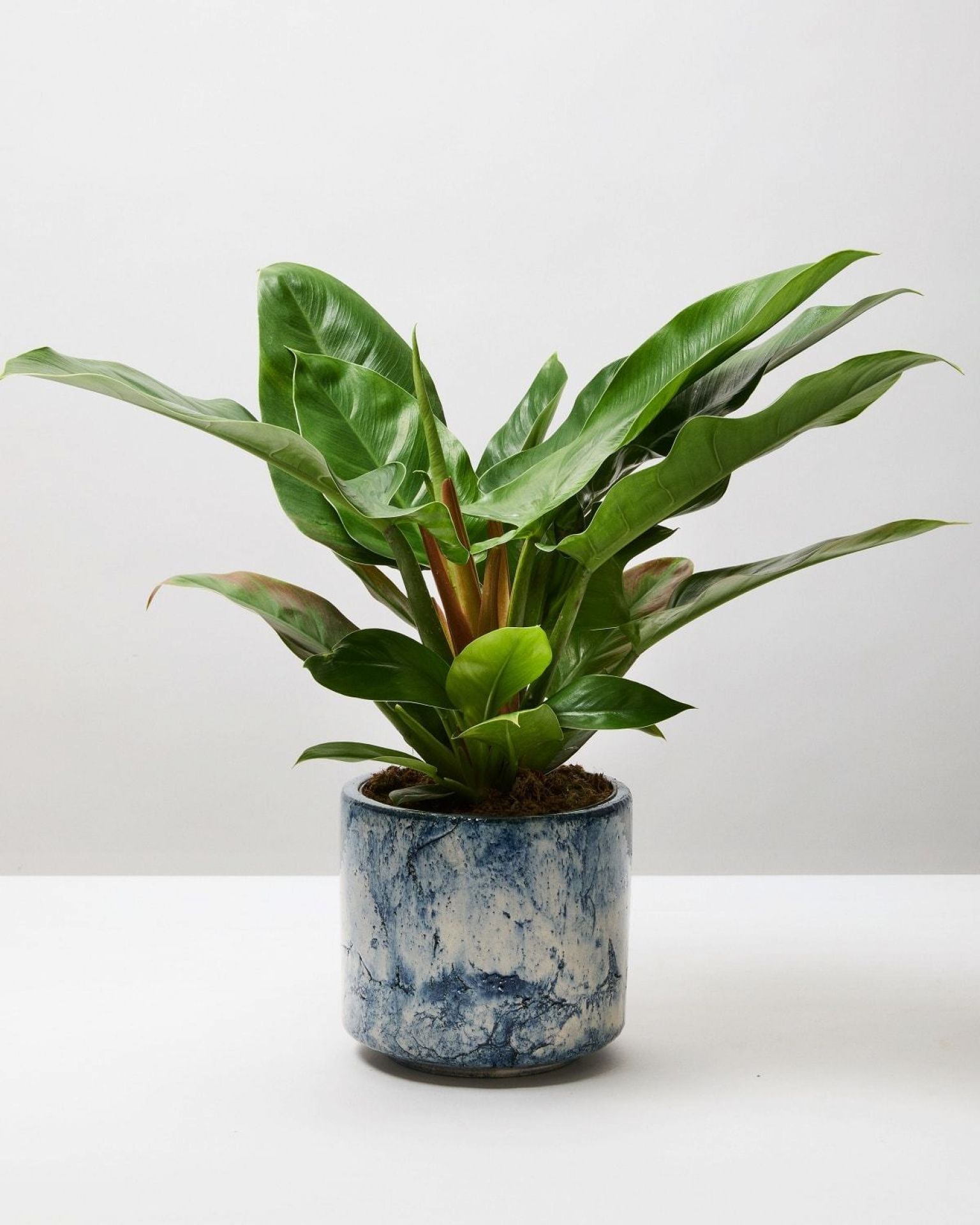 Philodendron Imperial Green | The Stem