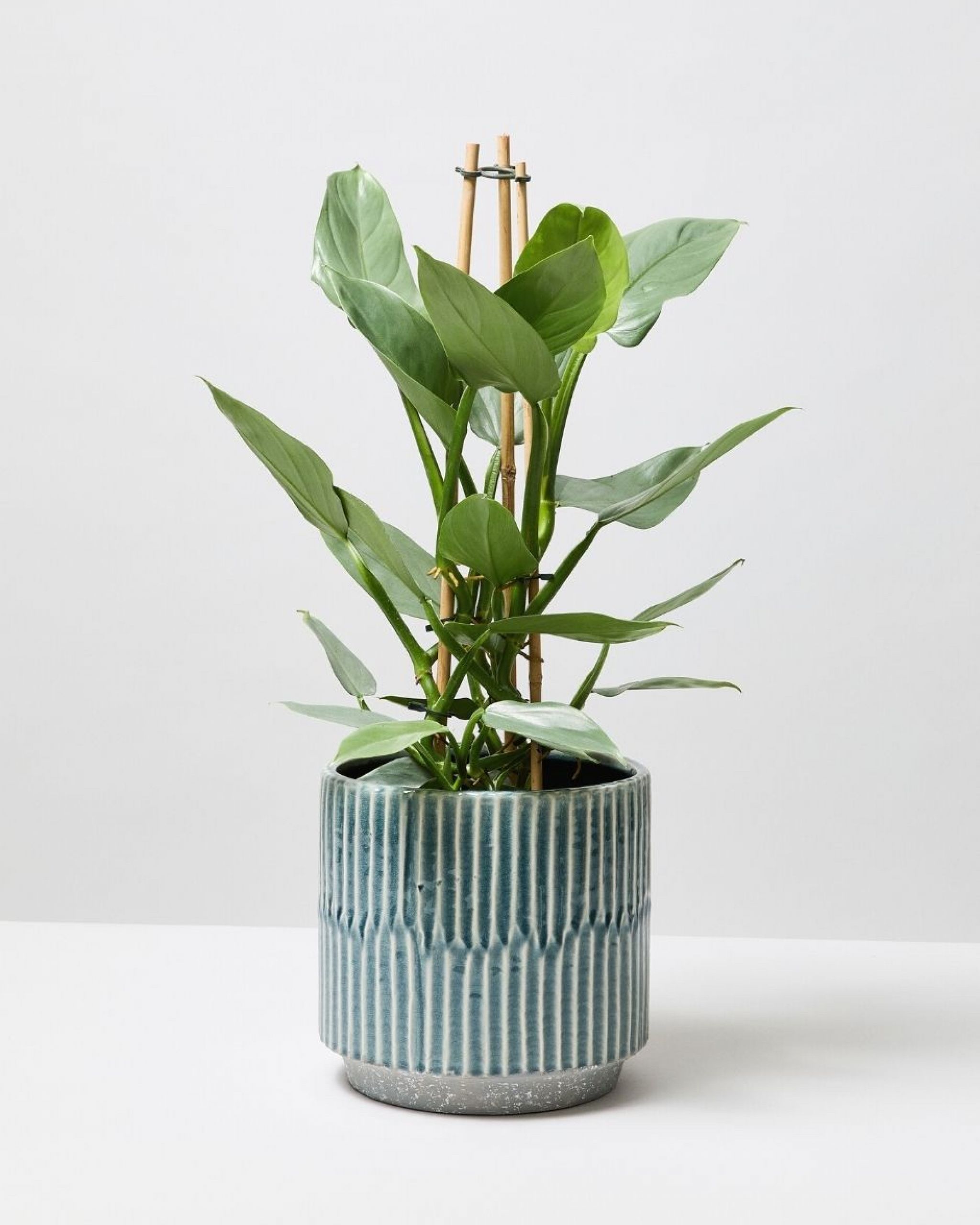 Philodendron Silver Queen | Indoor Plants | The Stem