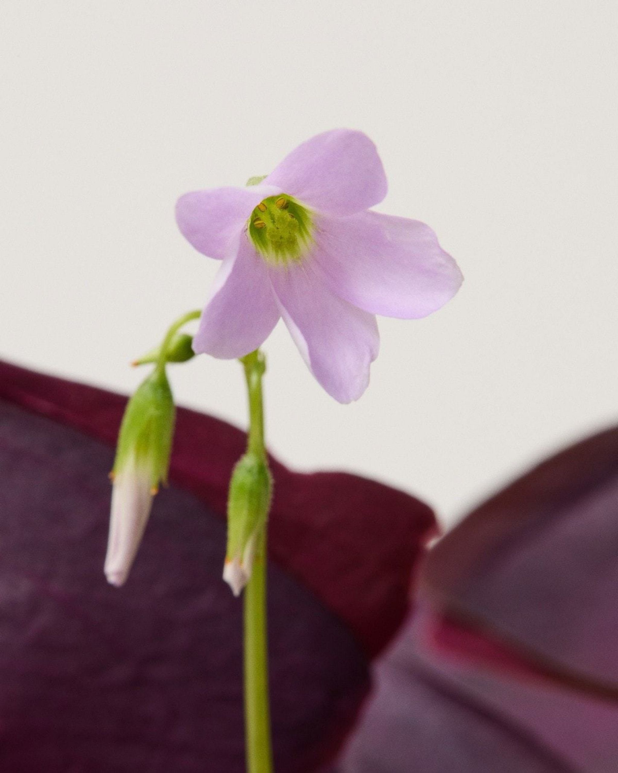 Purple Shamrock | Oxalis Triangularis | The Stem