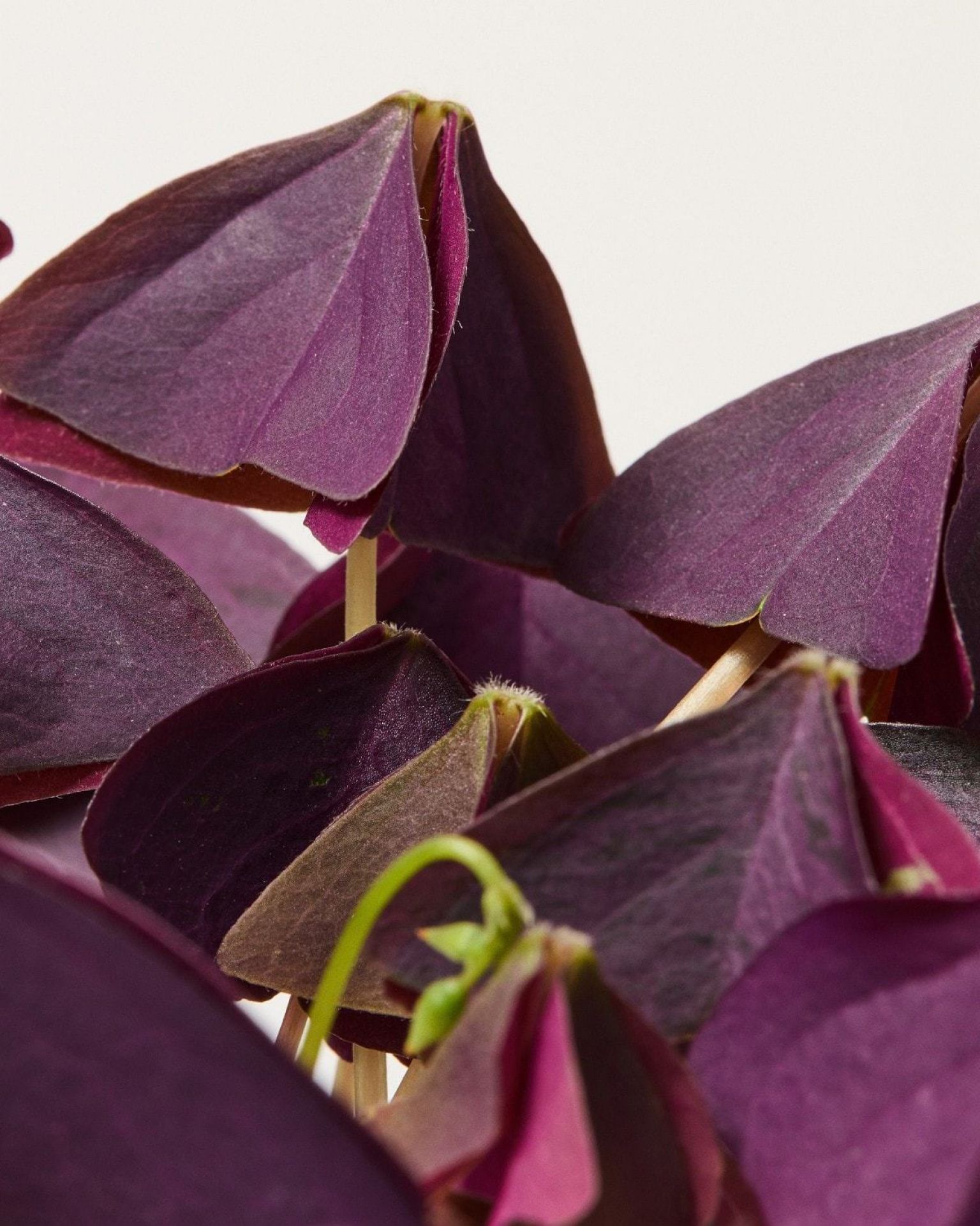 Purple Shamrock | Oxalis Triangularis | The Stem