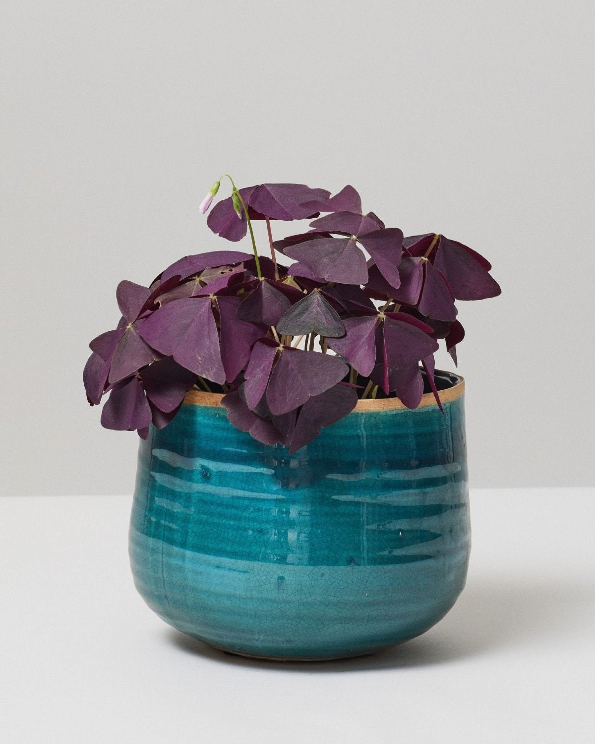 Purple Shamrock | Oxalis Triangularis | The Stem