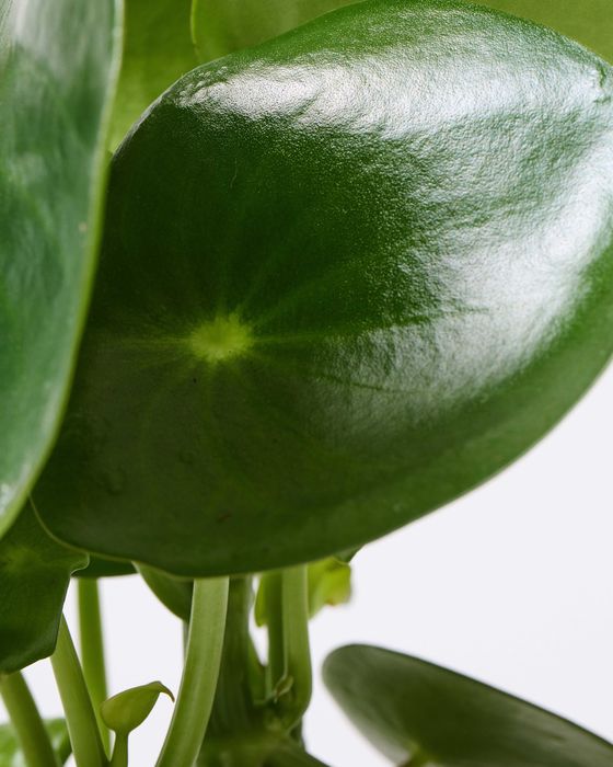 Peperomia Raindrop | Raindrop Peperomia | The Stem