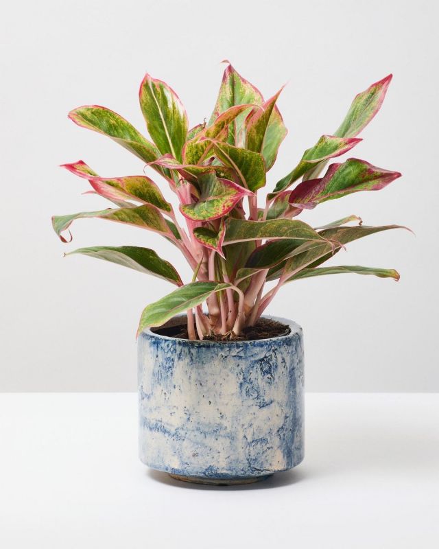 Red Chinese Evergreen | Aglaonema Crete | The Stem