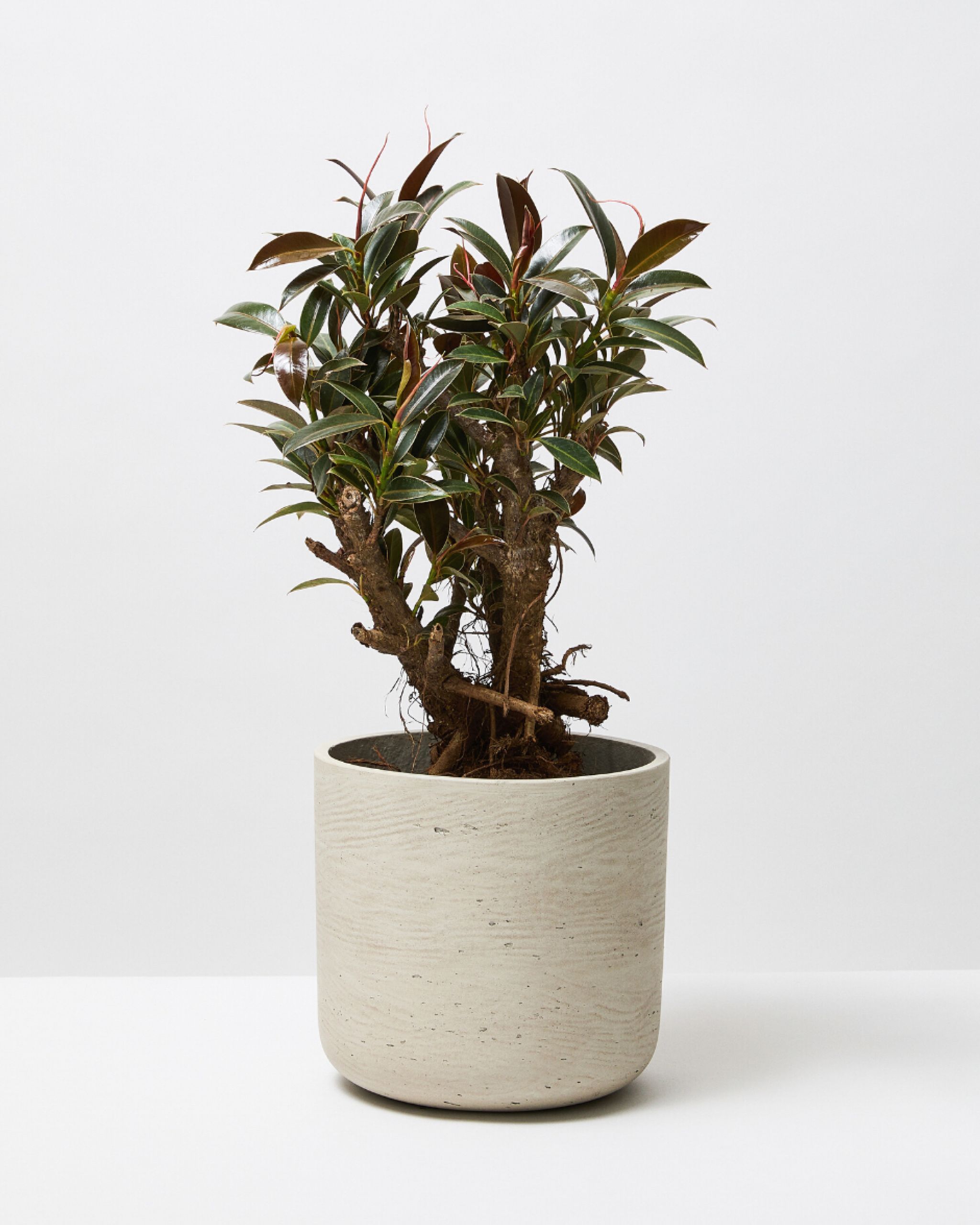 Ficus Elastica Melany | Rubber Plant | The Stem