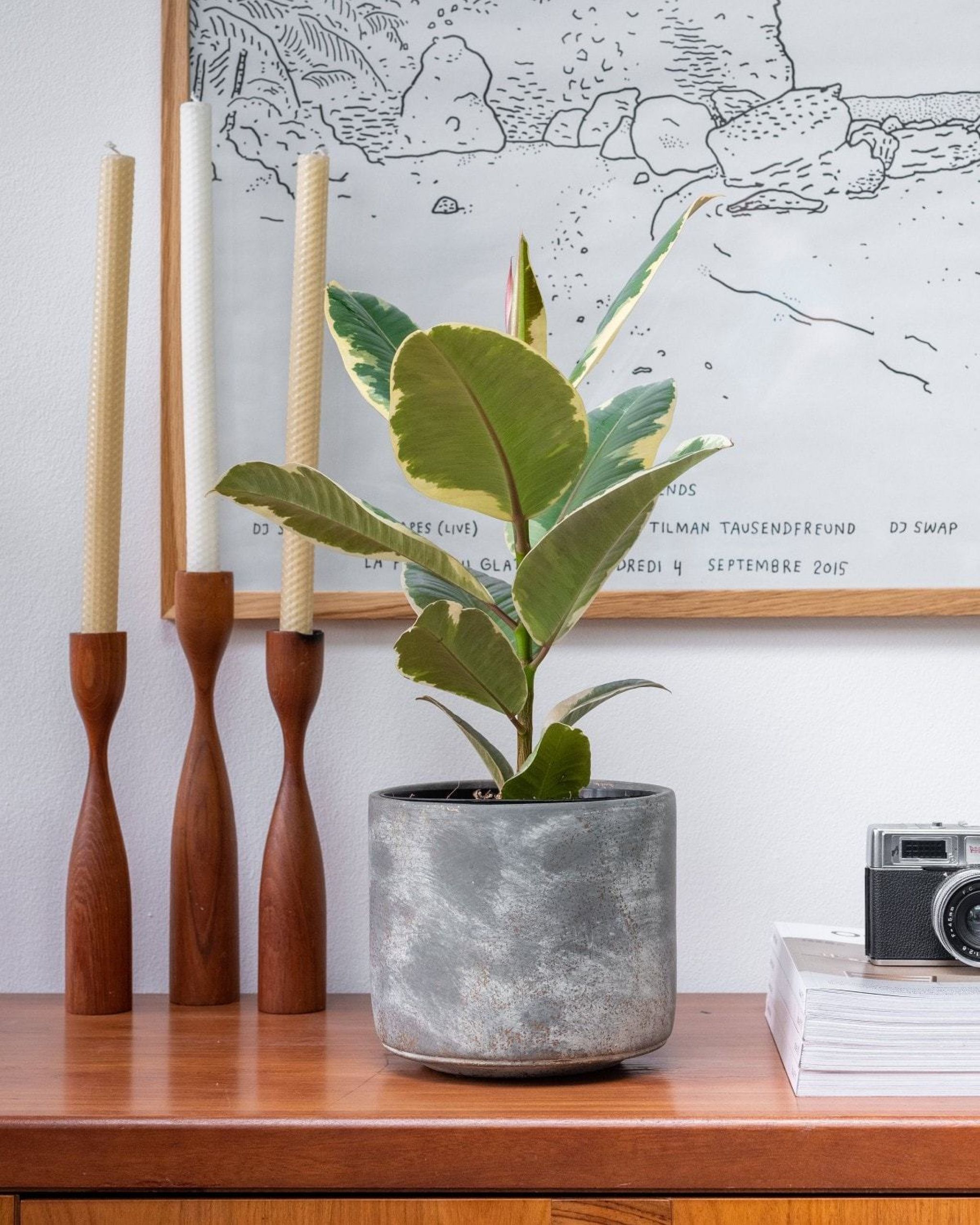 Ficus Elastica Tineke | Tineke Rubber Plant | The Stem