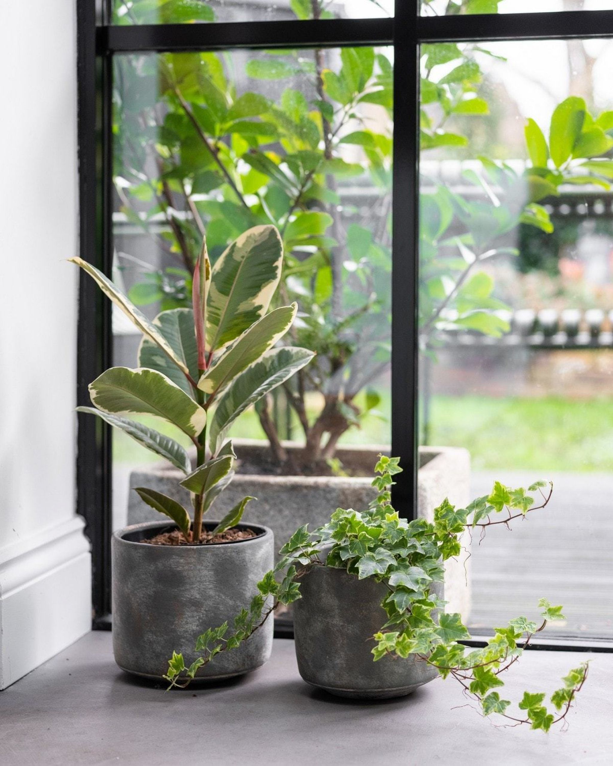 Ficus Elastica Tineke | Tineke Rubber Plant | The Stem