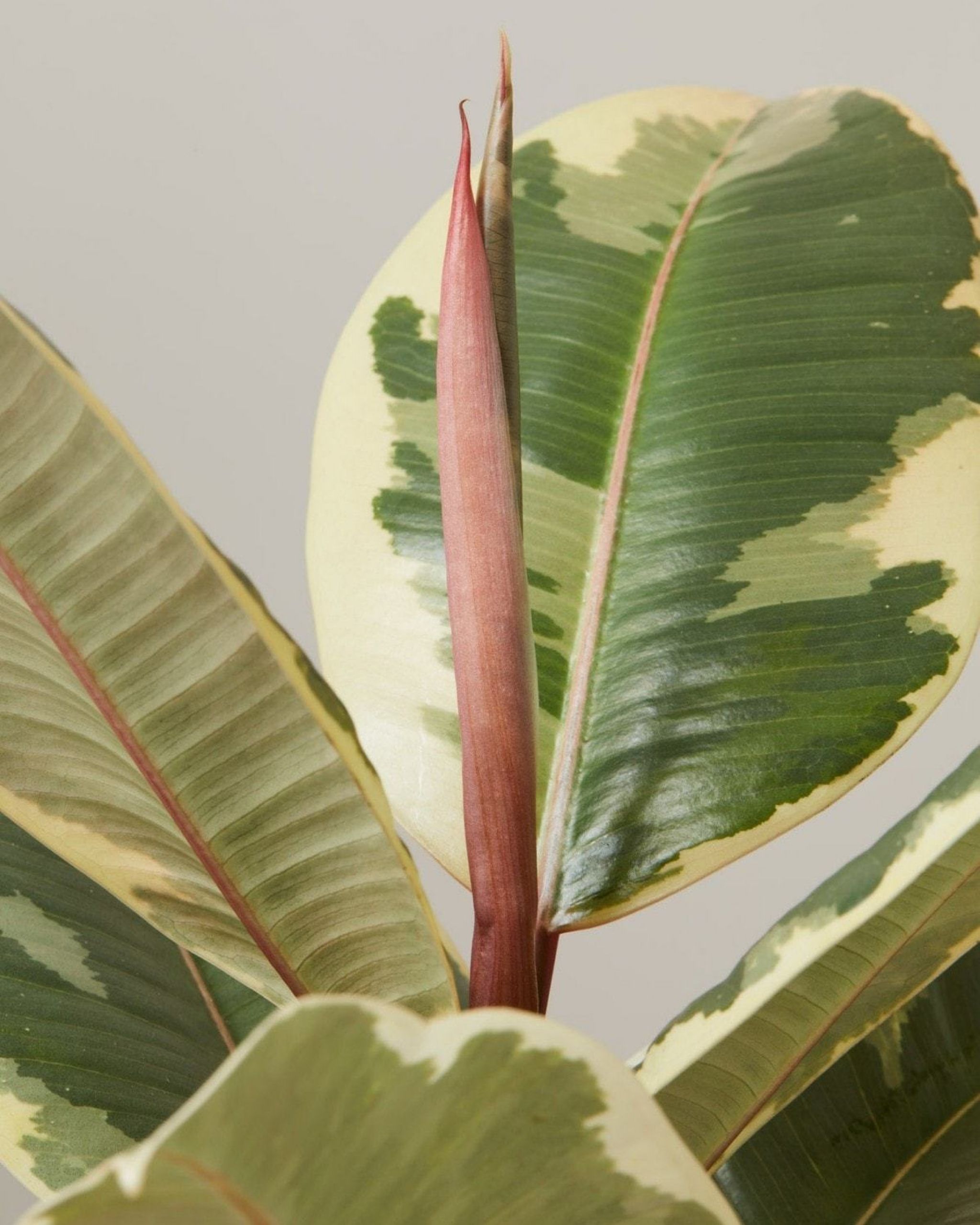 Ficus Elastica Tineke | Tineke Rubber Plant | The Stem