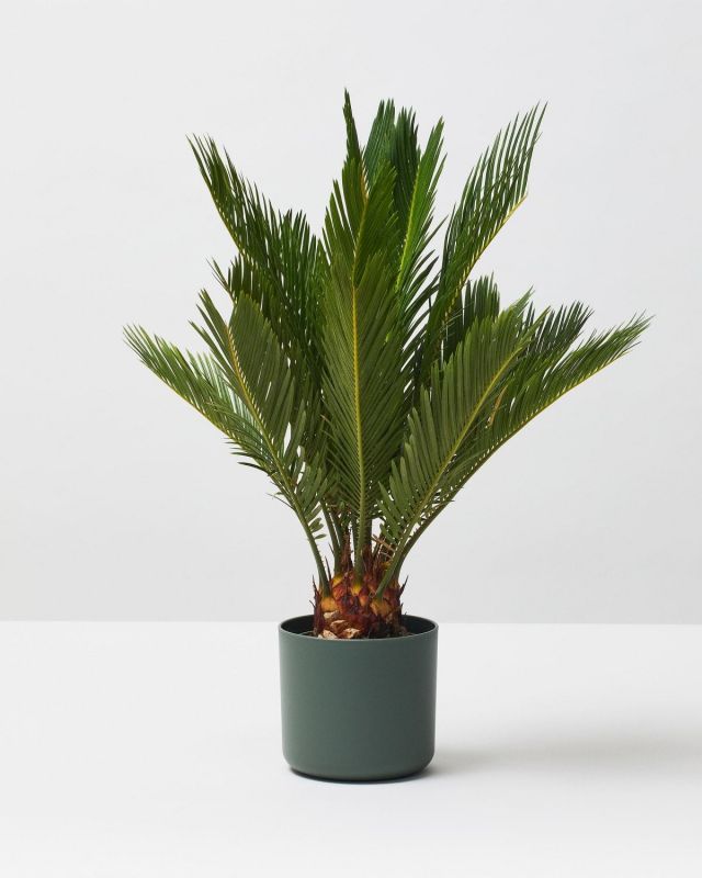 Sago Palm | Cycas Revoluta | The Stem