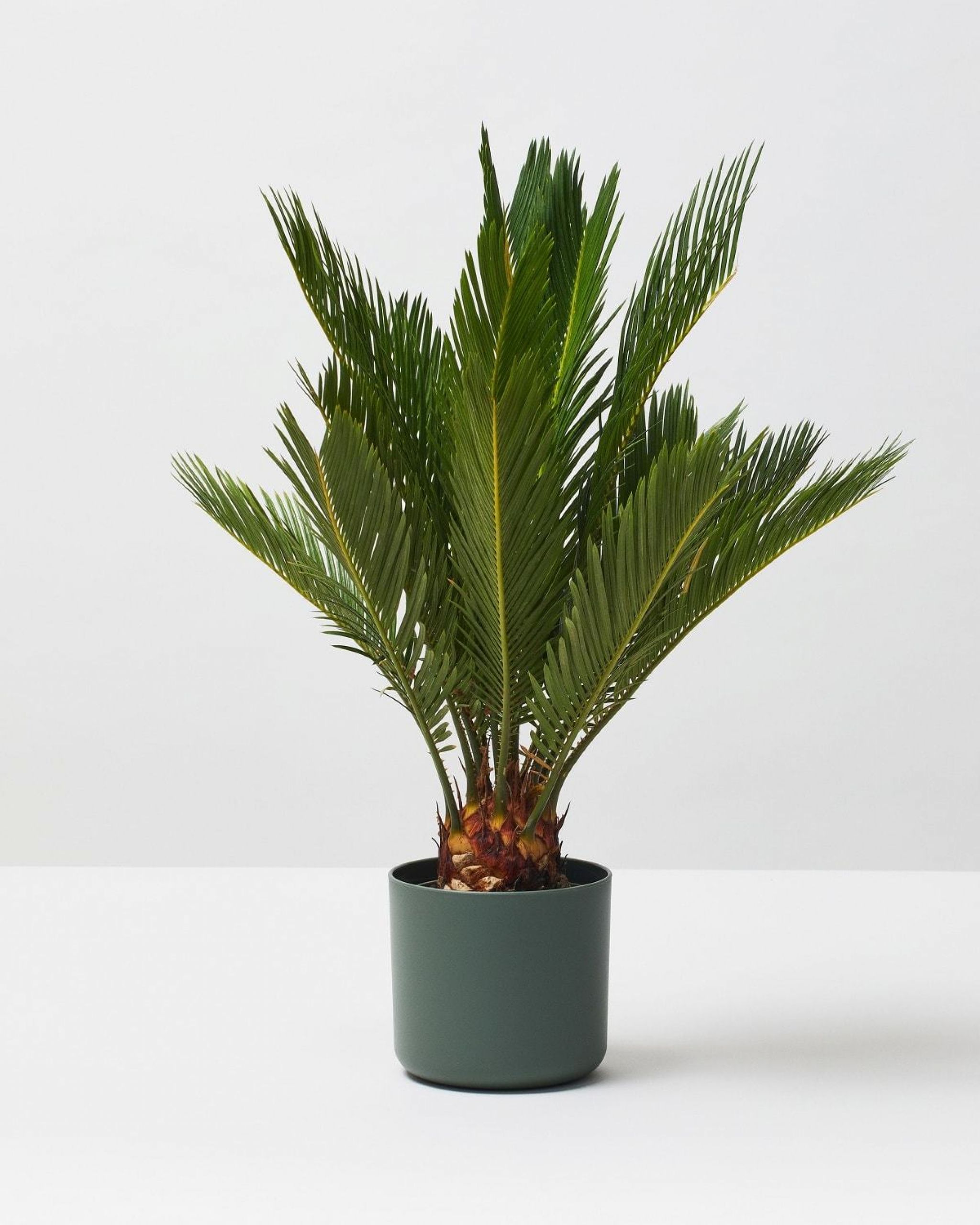 Sago Palm | Cycas Revoluta | The Stem