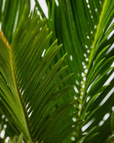 Sago Palm | Cycas Revoluta | The Stem