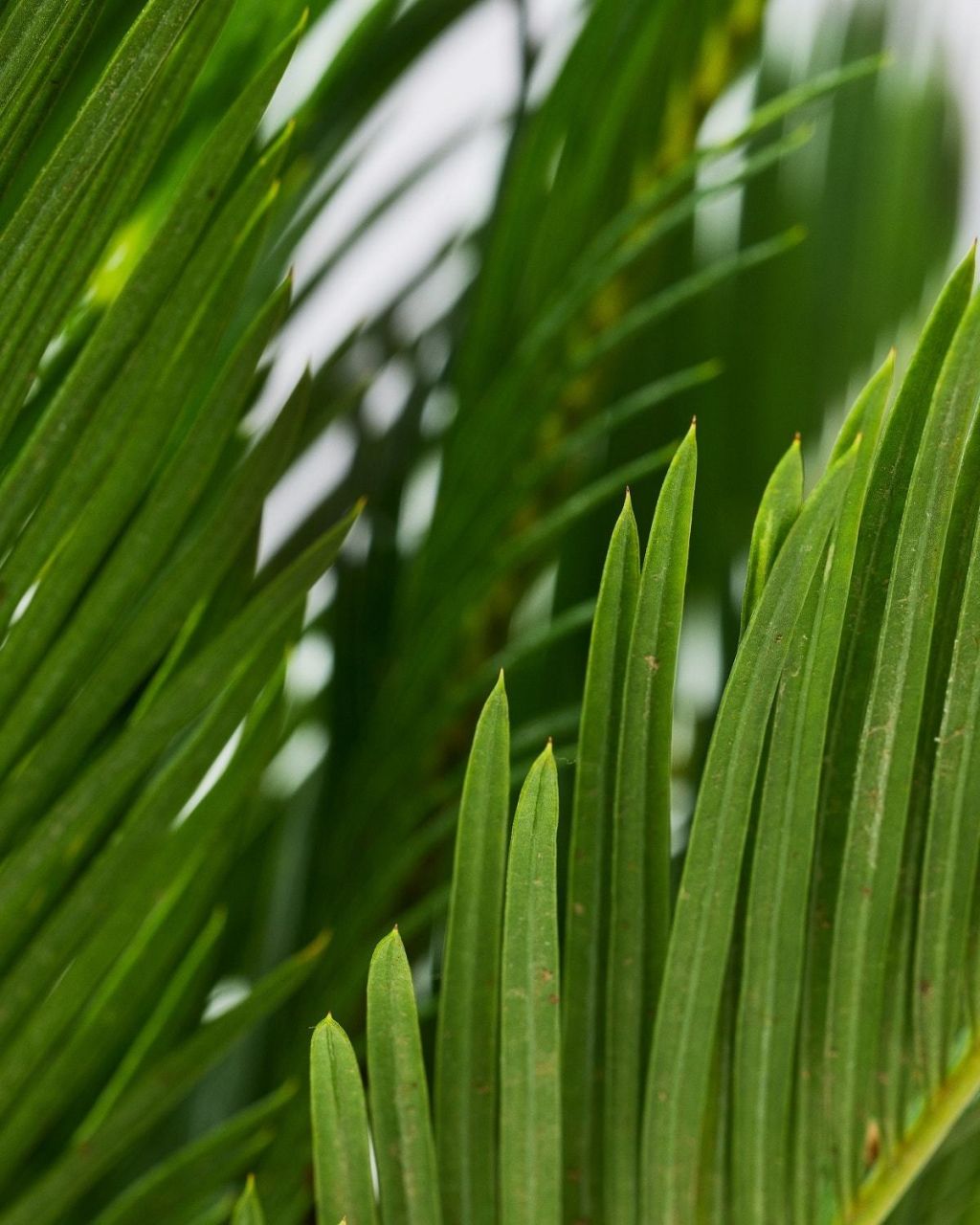 Sago Palm | Cycas Revoluta | The Stem