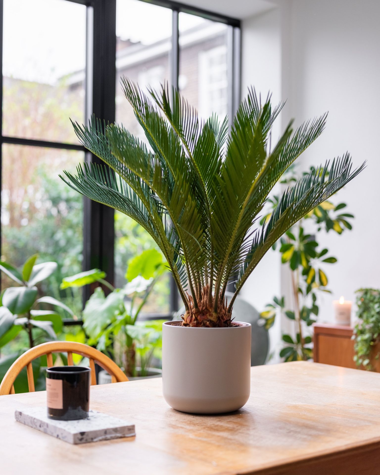 Sago Palm | Cycas Revoluta | The Stem