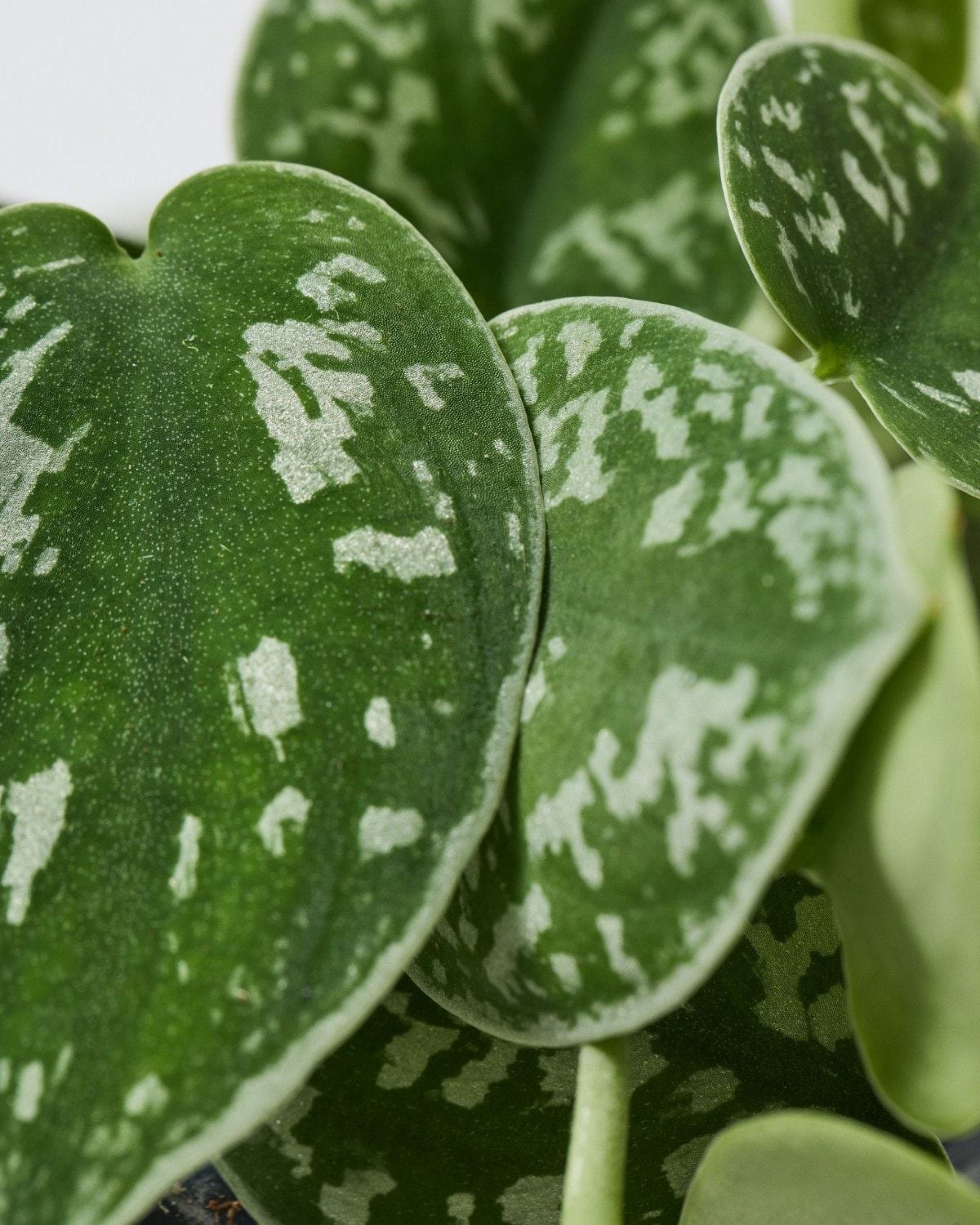 Satin Pothos | Scindapsus Pictus | The Stem