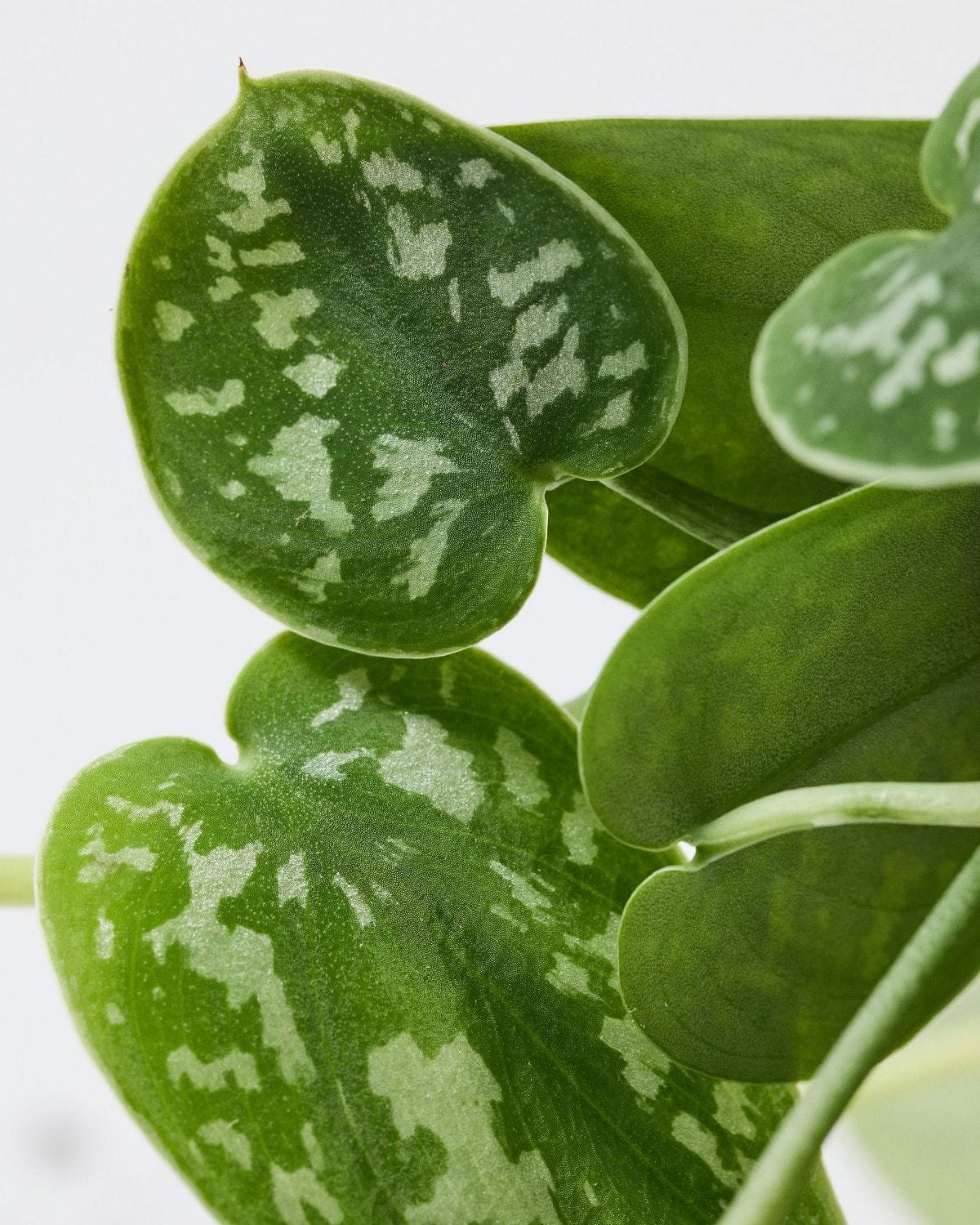 Satin Pothos | Scindapsus Pictus | The Stem