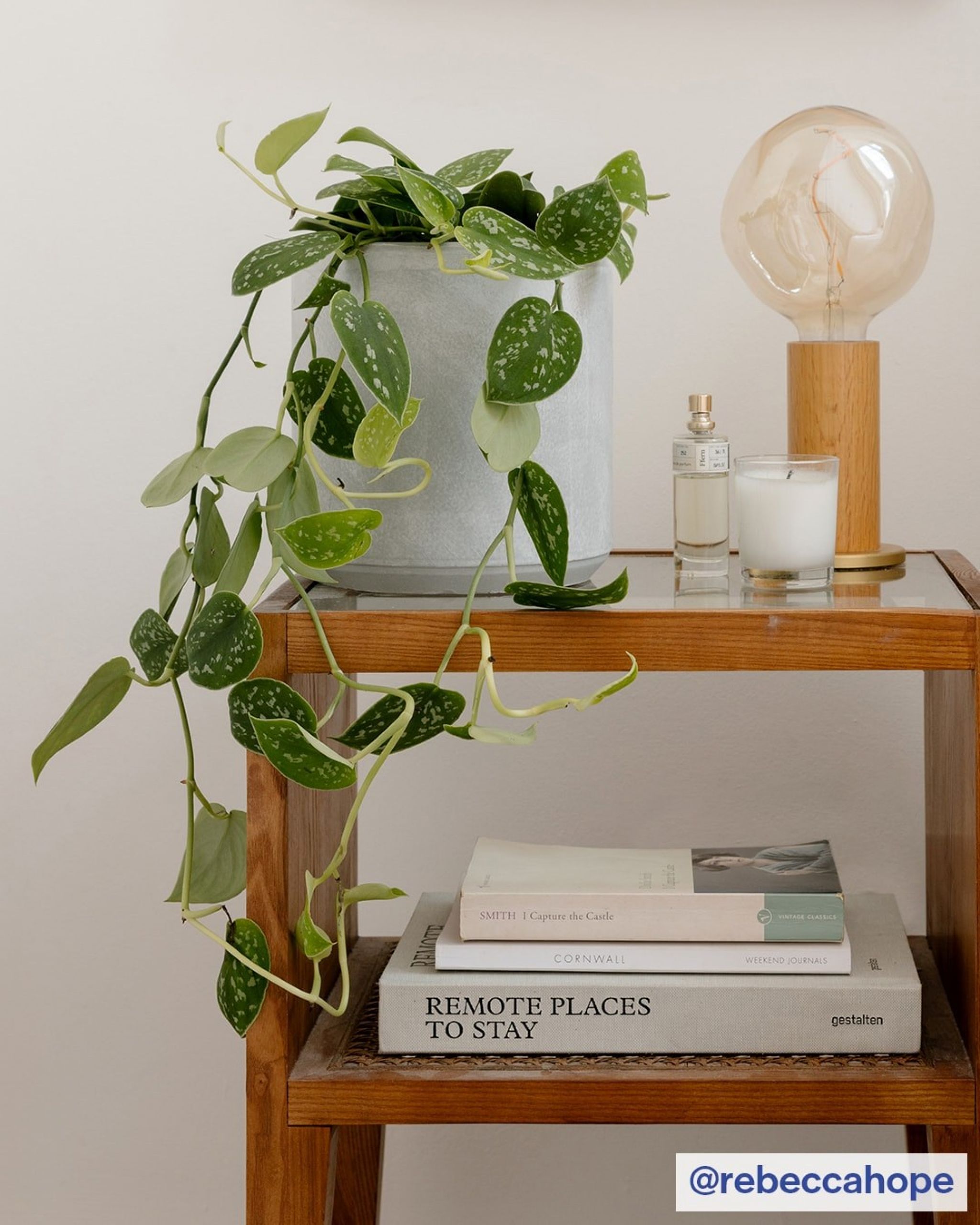 Satin Pothos | Scindapsus Pictus | The Stem