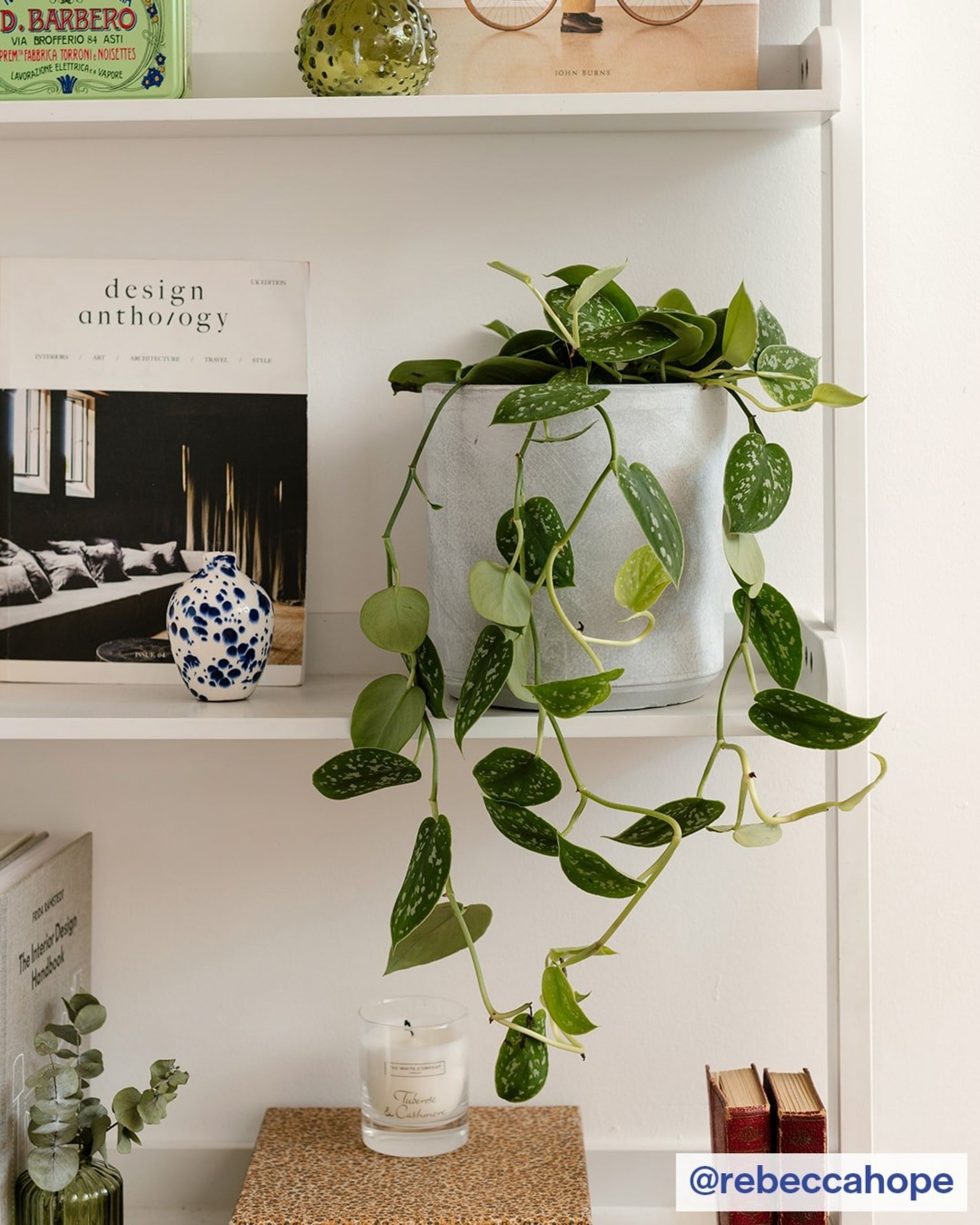 Satin Pothos | Scindapsus Pictus | The Stem