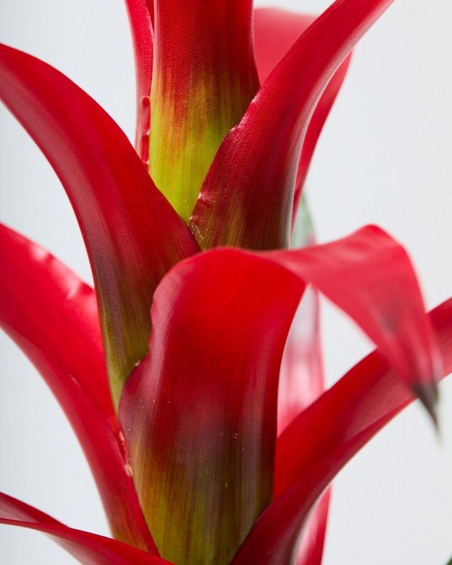 Scarlet Star Plant | Guzmania Rostara | The Stem
