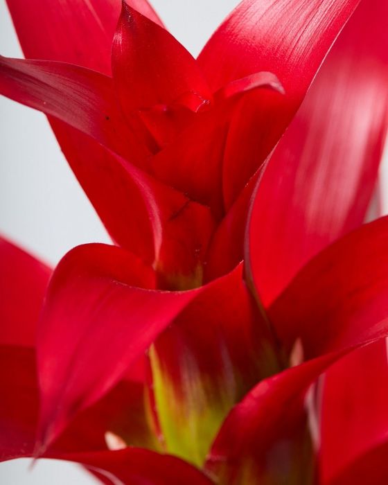 Scarlet Star Plant | Guzmania Rostara | The Stem