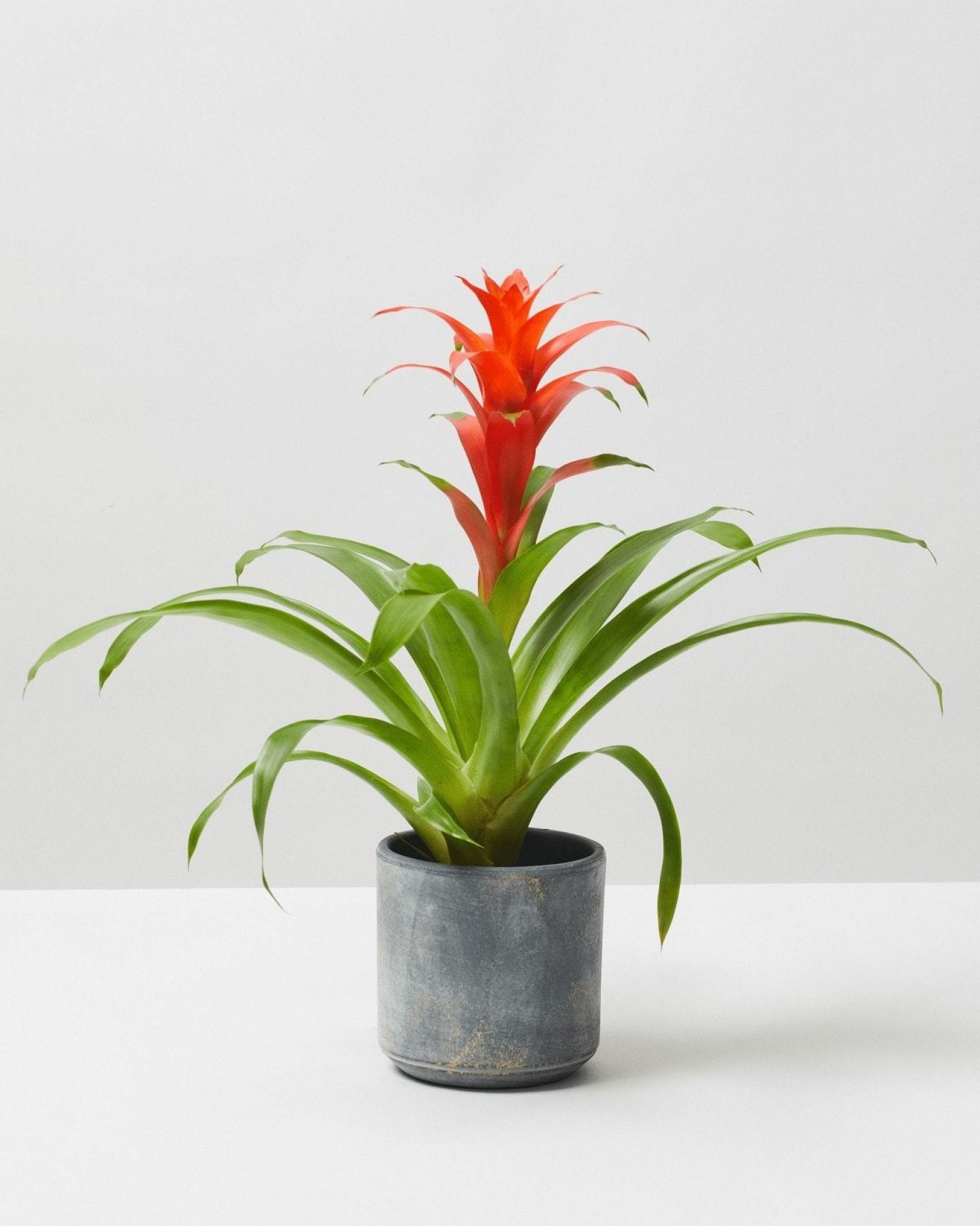 Scarlet Star Plant | Guzmania Rostara | The Stem