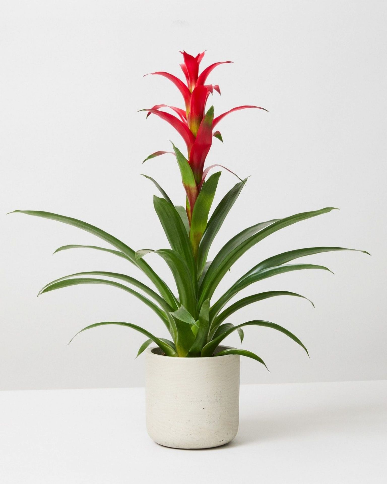 Scarlet Star Plant | Guzmania Rostara | The Stem