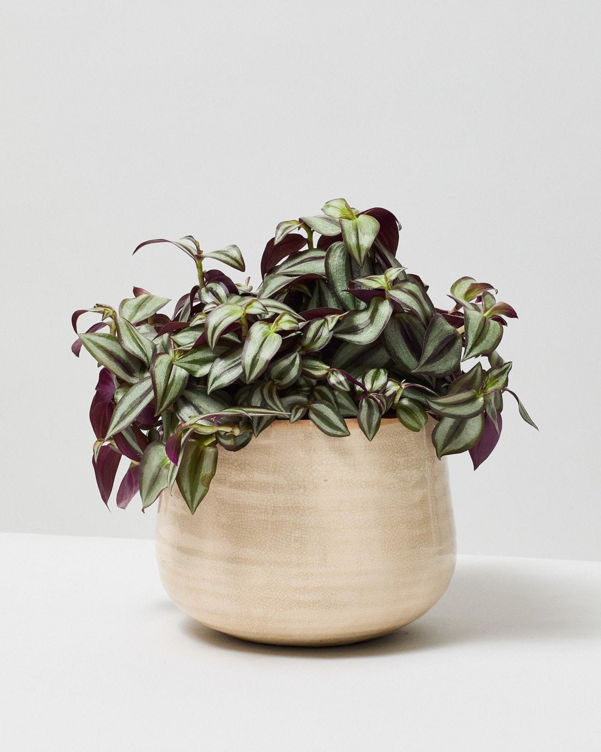 Silver Inch Plant | Tradescantia Zebrina Purpusii | The Stem