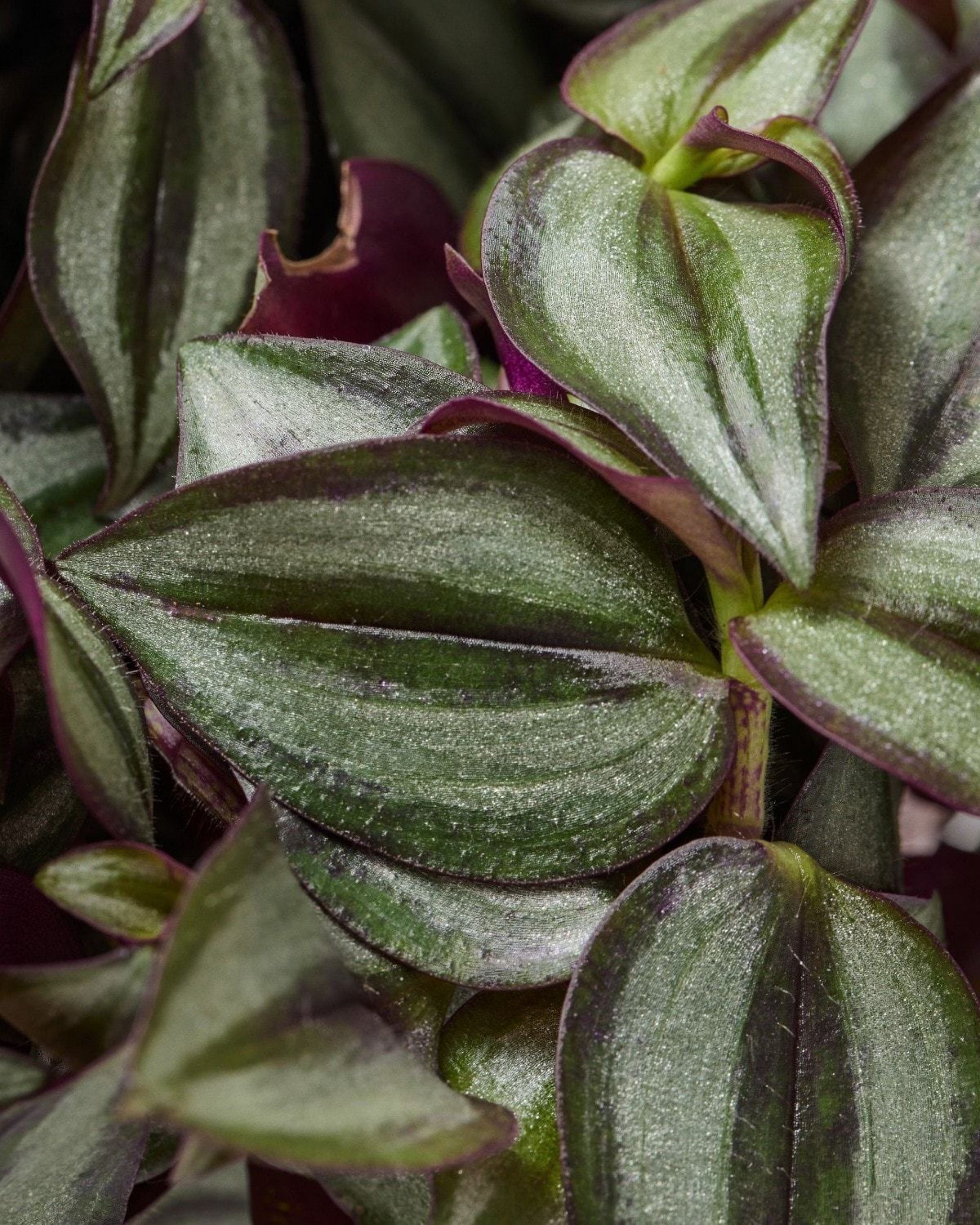 Silver Inch Plant | Tradescantia Zebrina Purpusii | The Stem