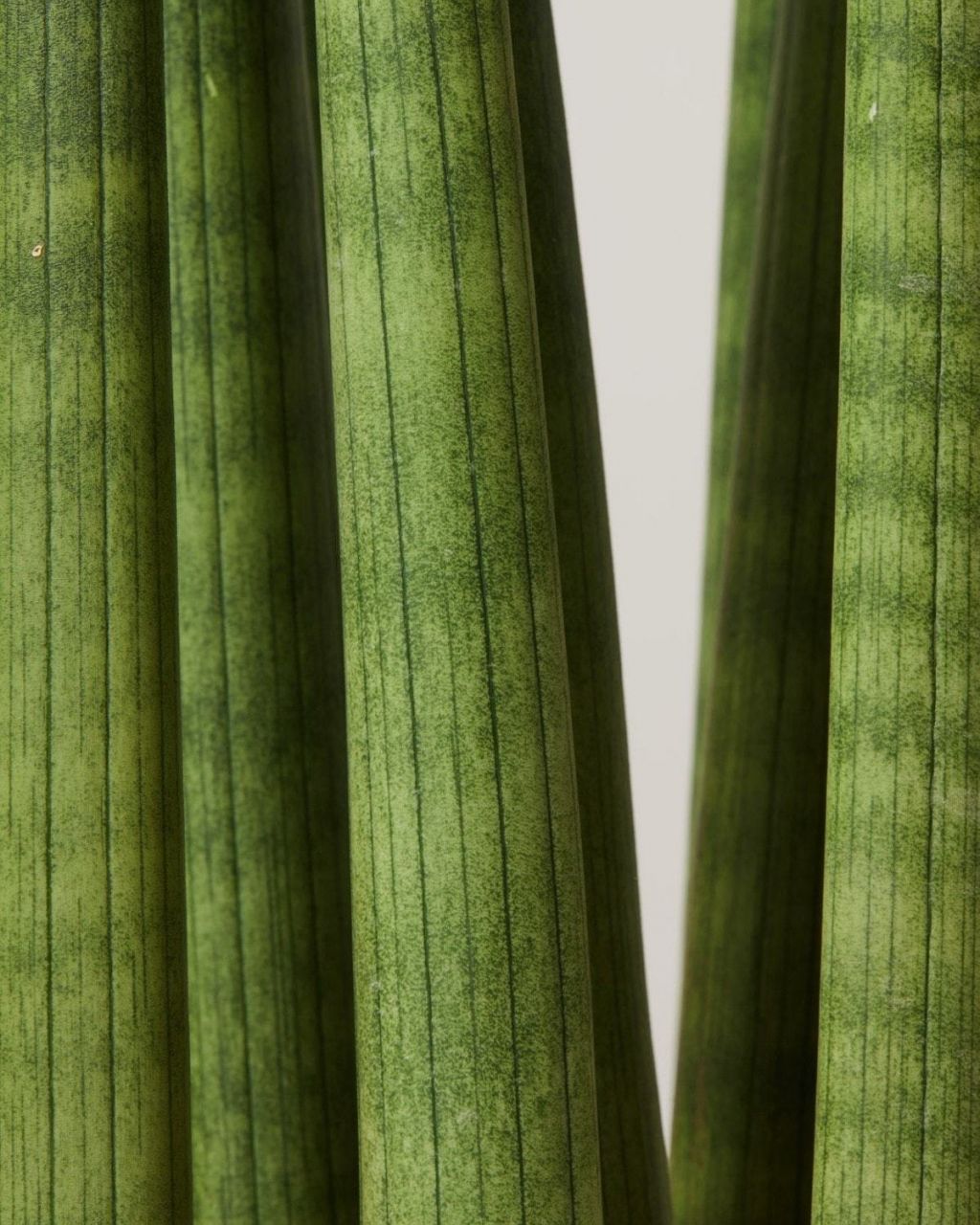 Sansevieria Cylindrica | Cylindrical Snake Plant | The Stem