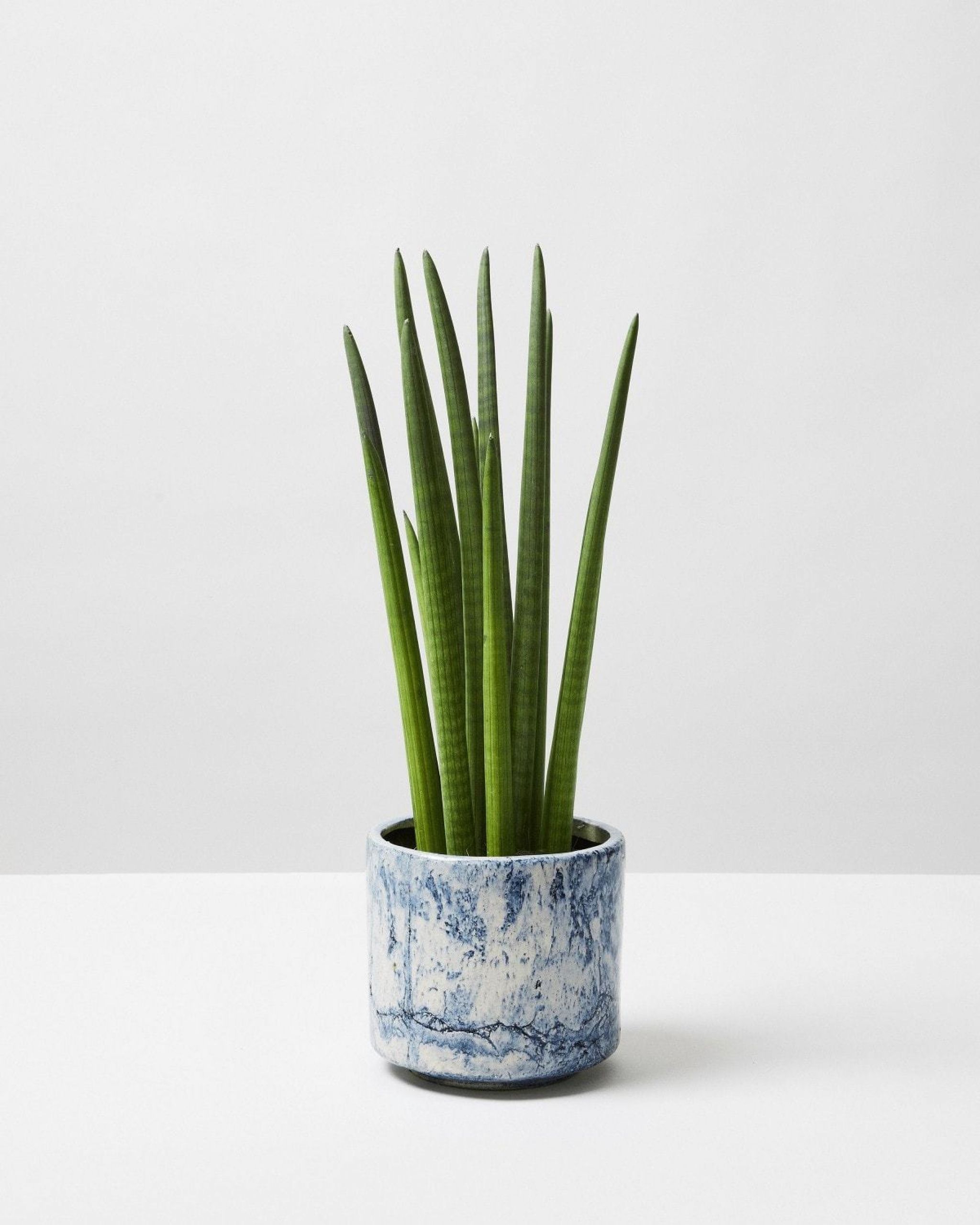Sansevieria Cylindrica | Cylindrical Snake Plant | The Stem