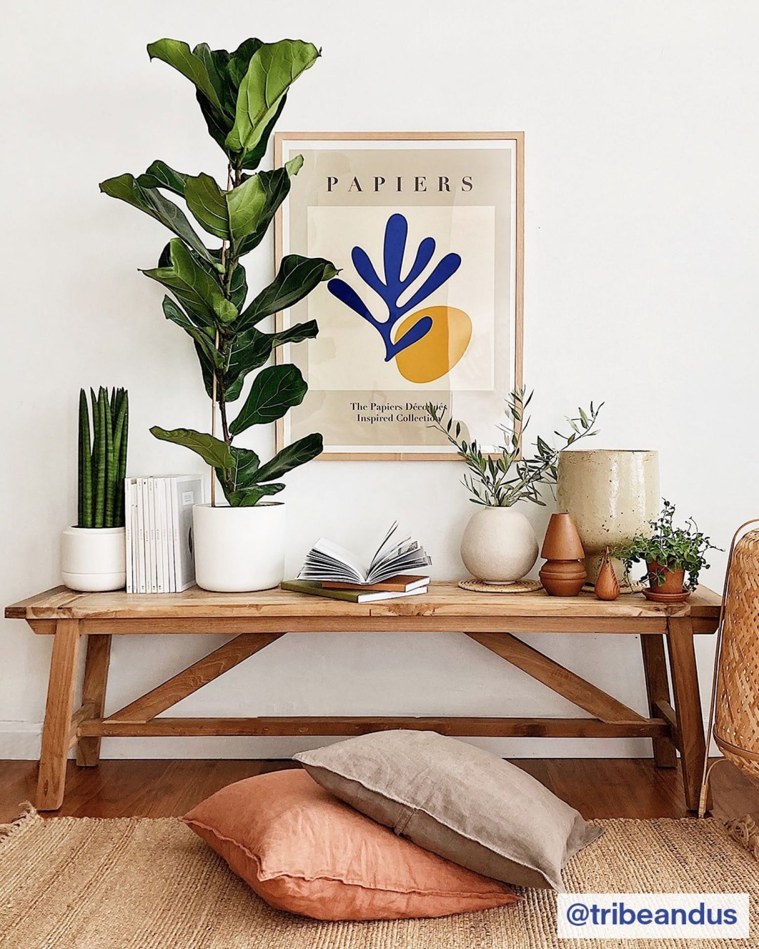 Sansevieria Cylindrica | Cylindrical Snake Plant | The Stem