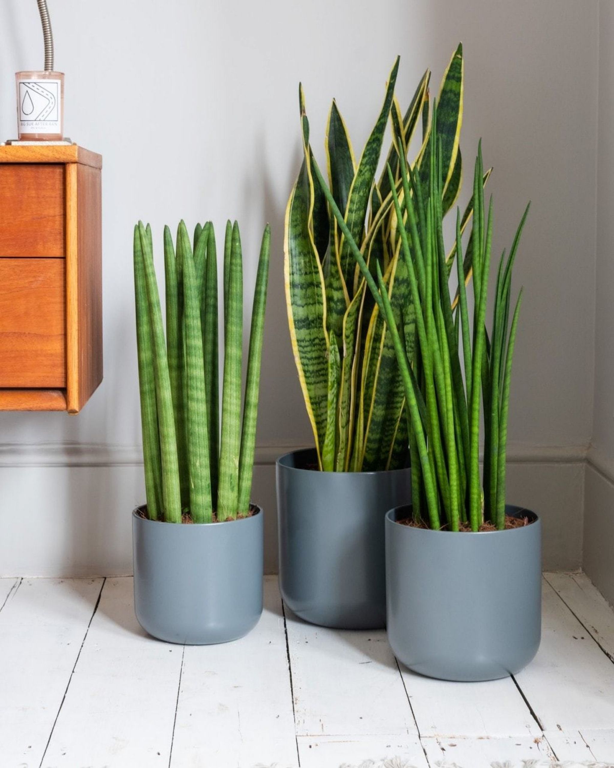 Snake Plant Mikado | Sansevieria Mikado | The Stem