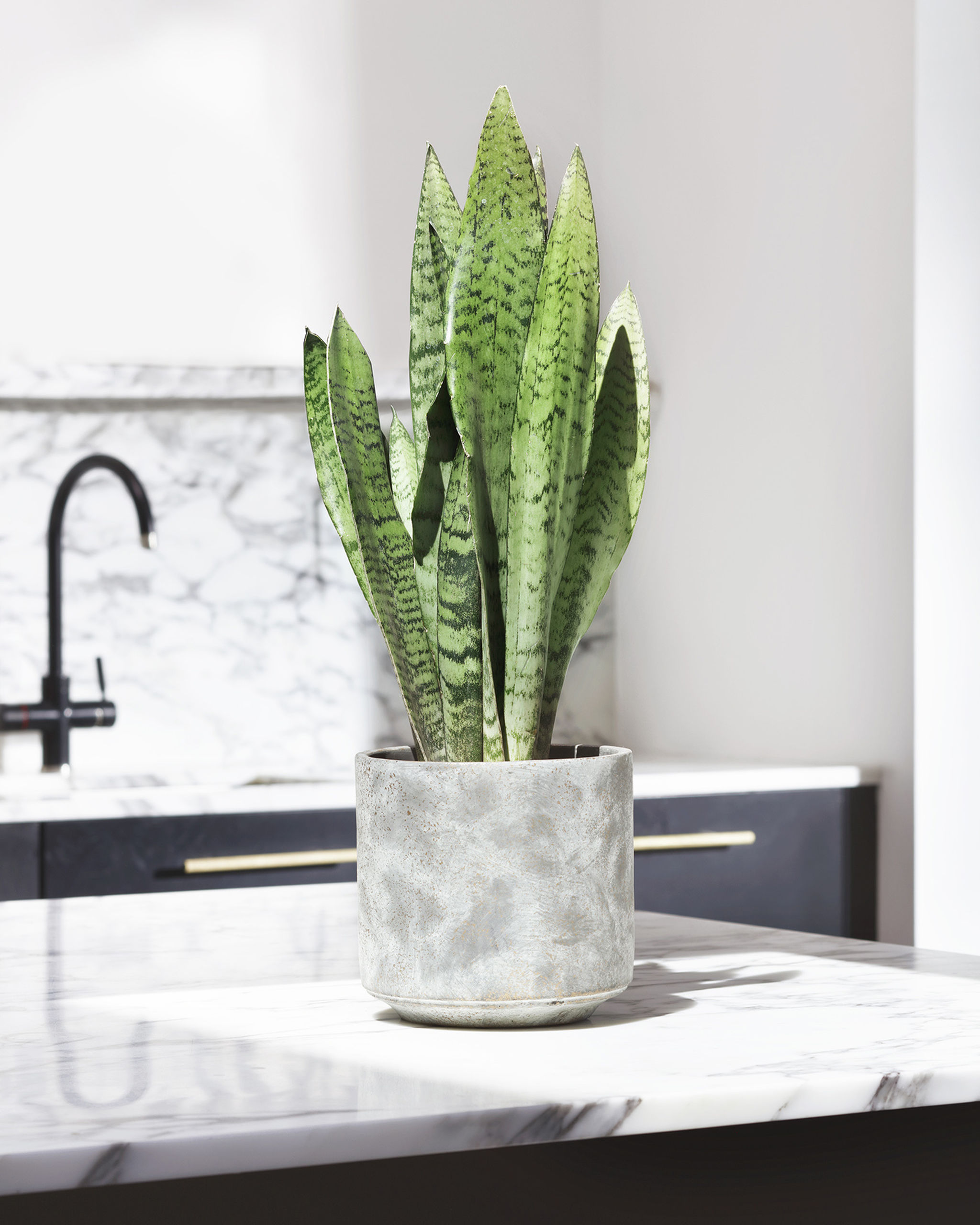 Sansevieria Zeylanica | Plant Delivery London | The Stem