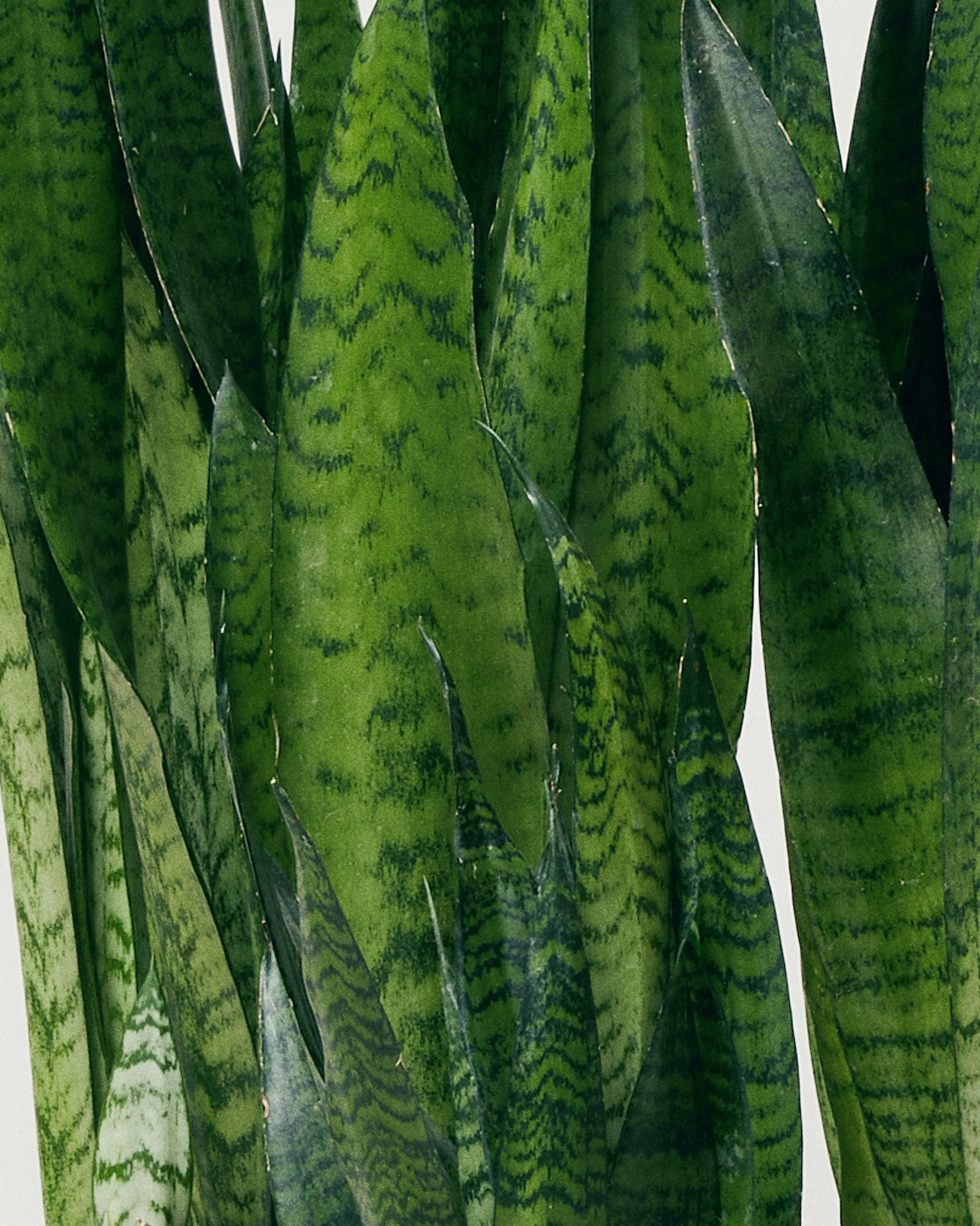 Sansevieria Zeylanica | Plant Delivery London | The Stem