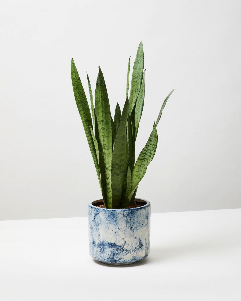 Snake Plant Zeylanica | Sansevieria | Houseplants | The Stem
