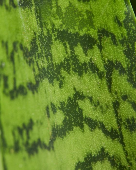 Snake Plant Zeylanica | Sansevieria | Houseplants | The Stem