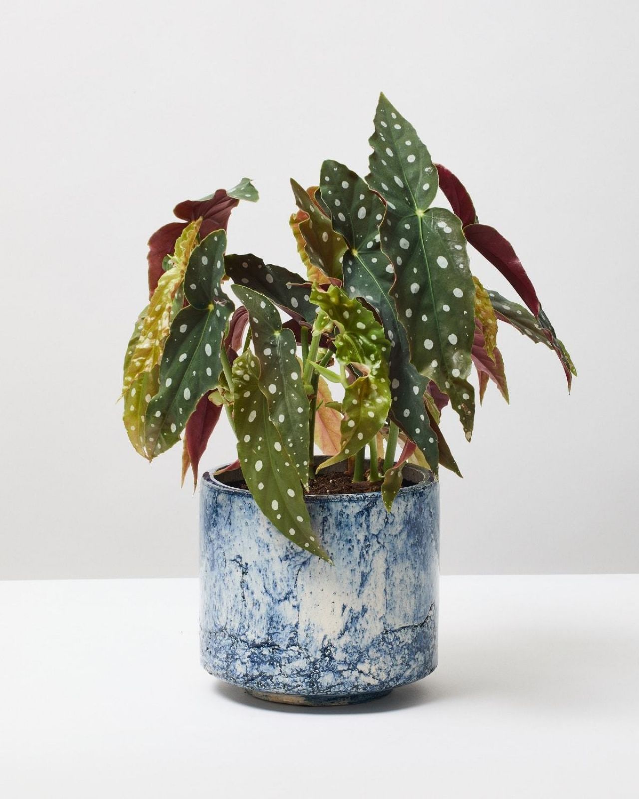 Spotted Begonia | Begonia Maculata | The Stem