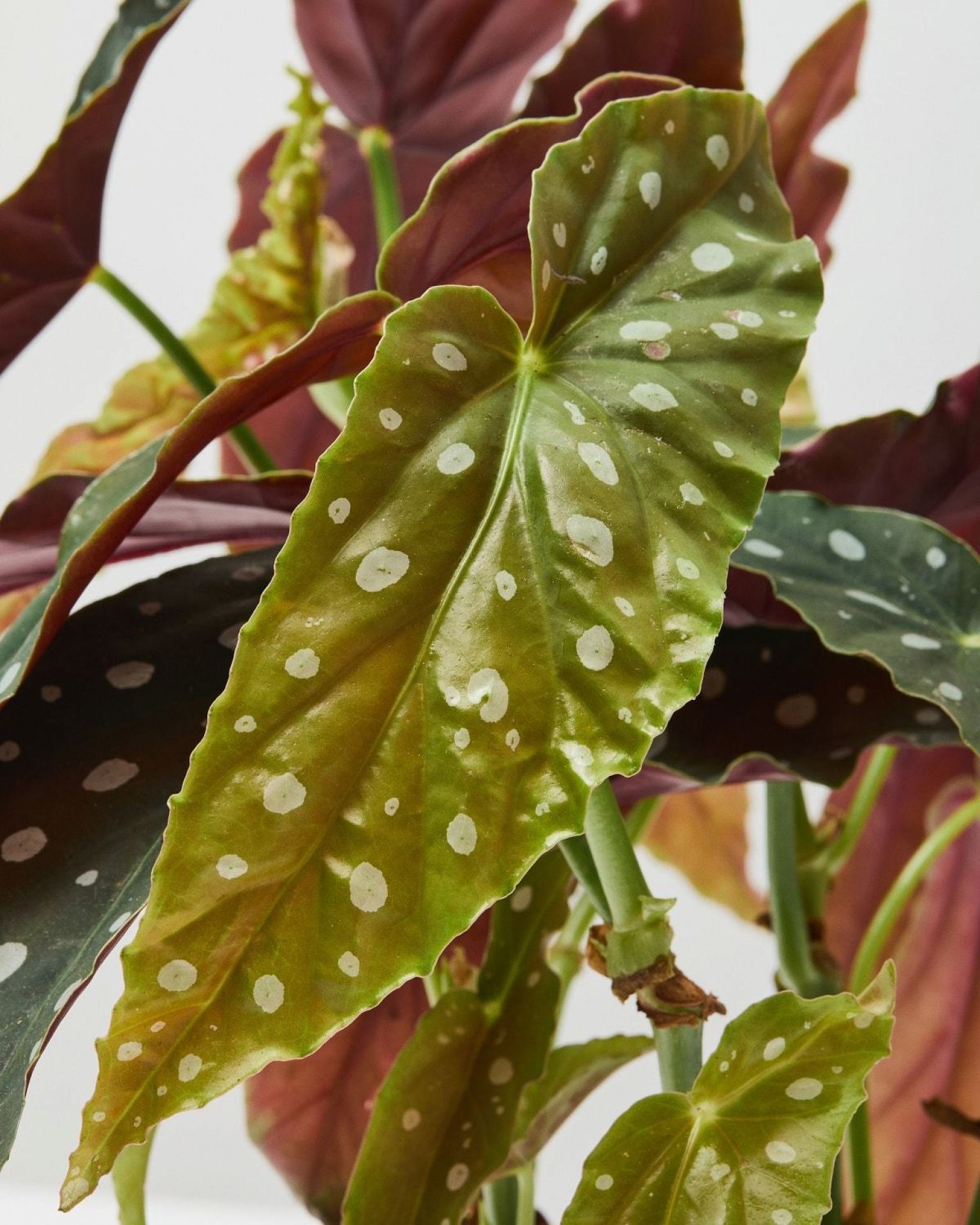 Spotted Begonia | Begonia Maculata | The Stem