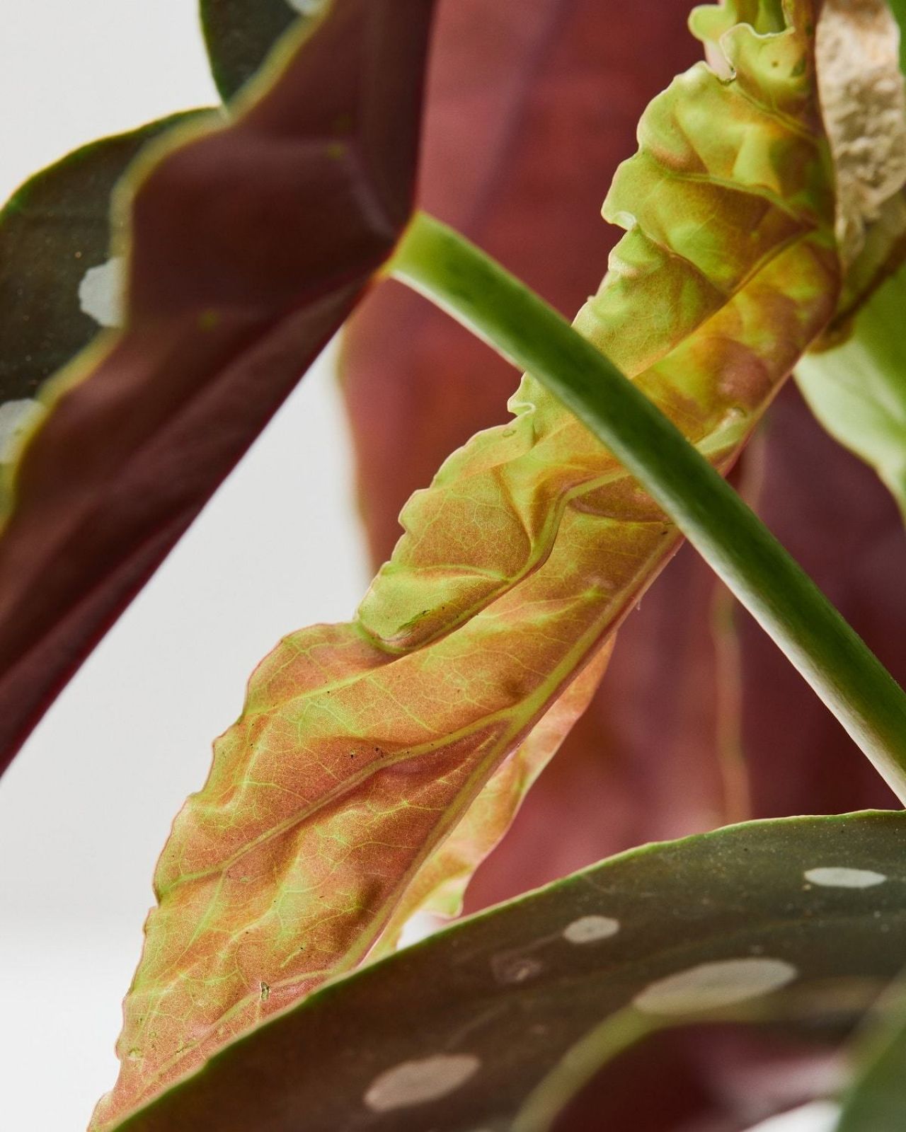 Spotted Begonia | Begonia Maculata | The Stem