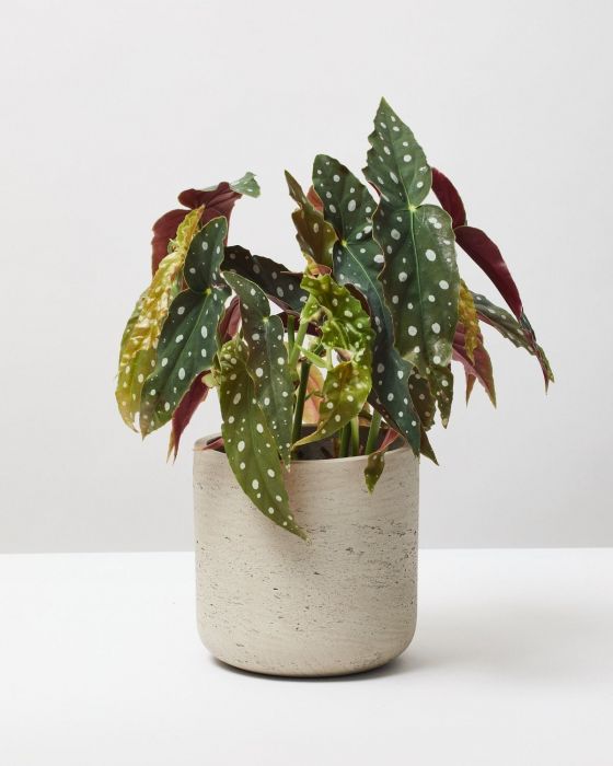Spotted Begonia | Begonia Maculata | The Stem