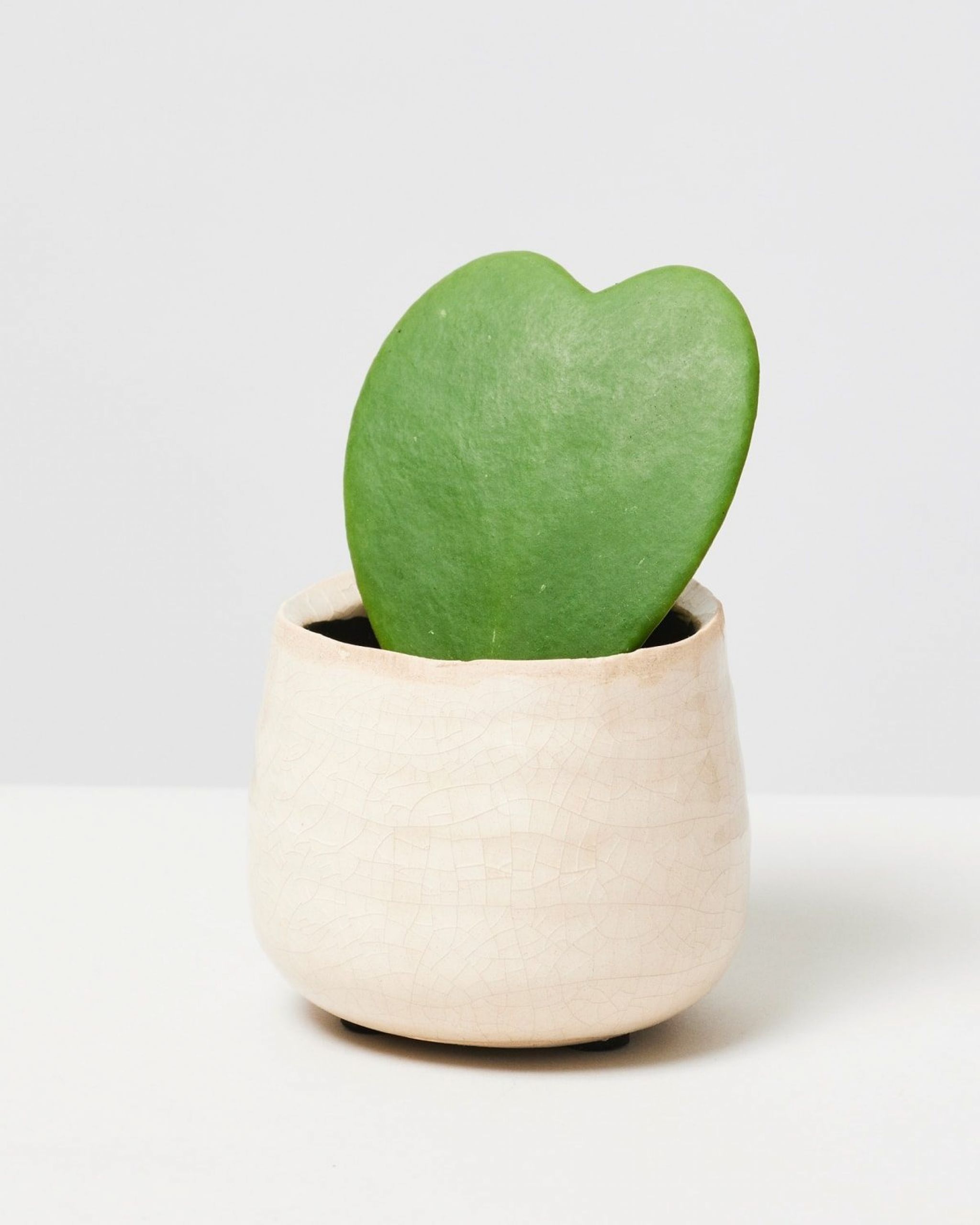 Hoya Heart | Hoya Kerii | Indoor Plants Delivered London | The Stem