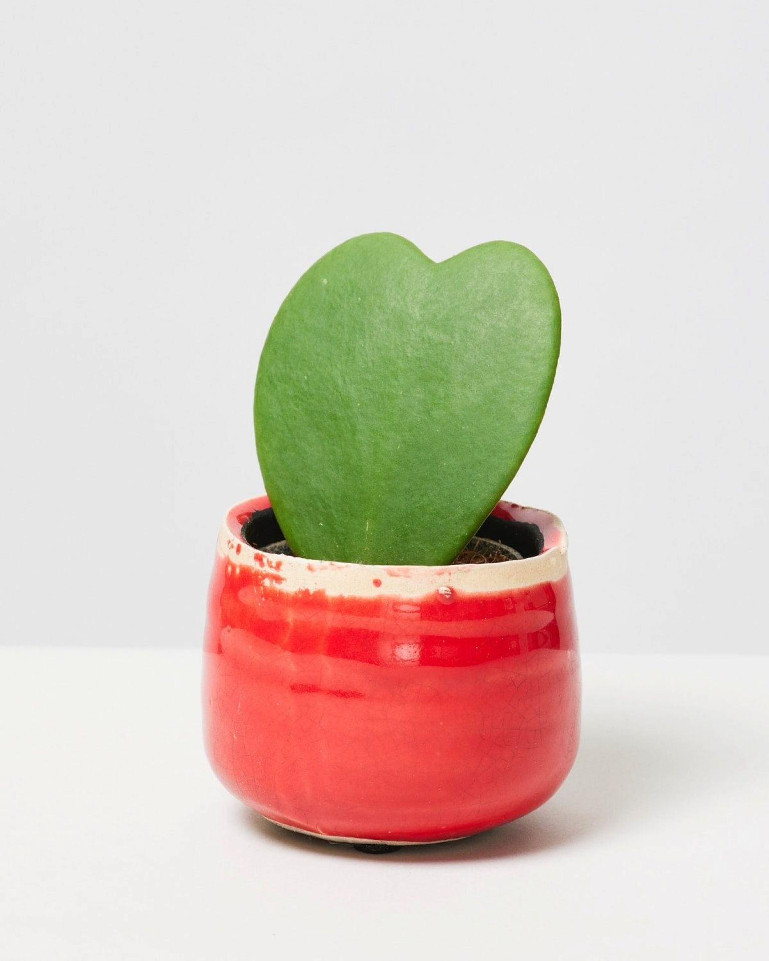 Hoya Heart | Hoya Kerii | Indoor Plants Delivered London | The Stem