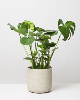 Swiss Cheese Plant | Monstera Deliciosa | The Stem