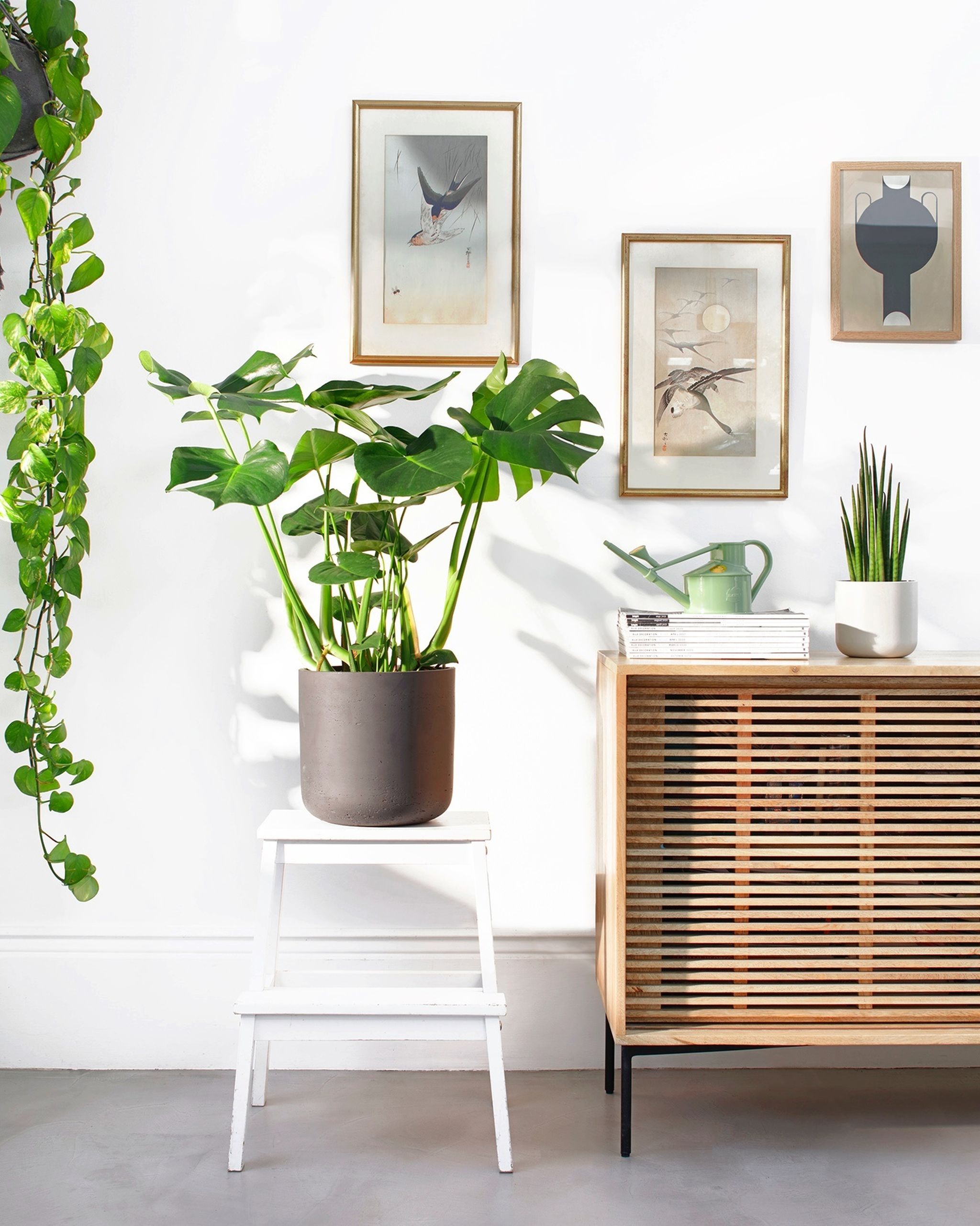 Swiss Cheese Plant | Monstera Deliciosa | The Stem