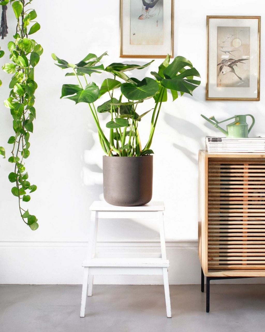 Swiss Cheese Plant | Monstera Deliciosa | Houseplants | The Stem