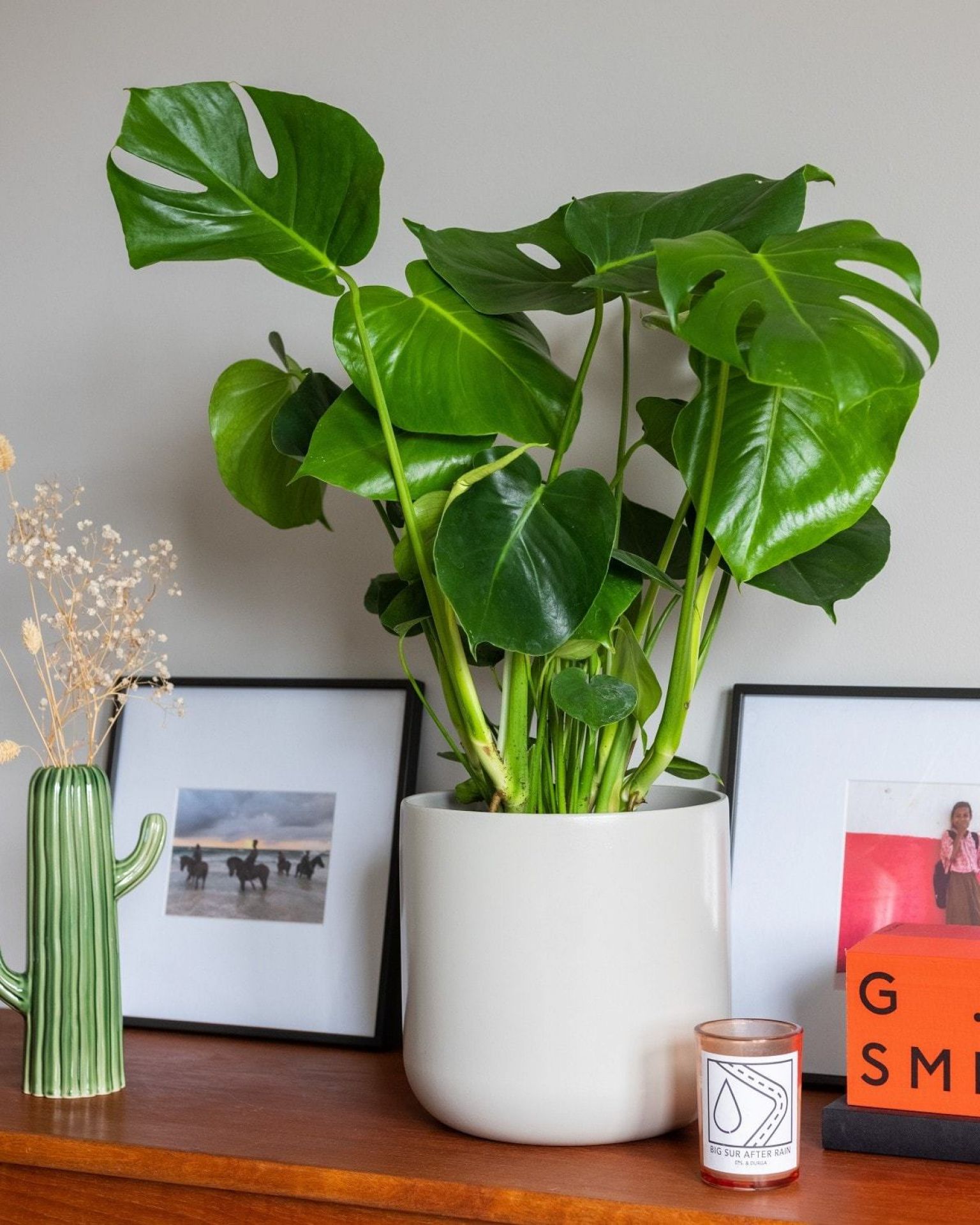 Swiss Cheese Plant | Monstera Deliciosa | Houseplants | The Stem