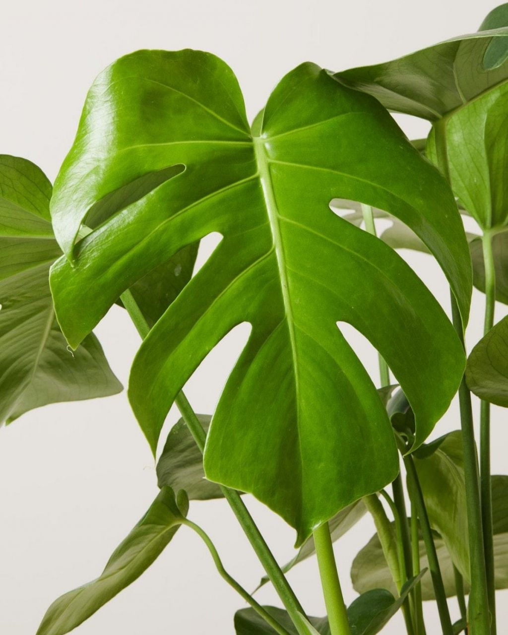 Swiss Cheese Plant | Monstera Deliciosa | Houseplants | The Stem