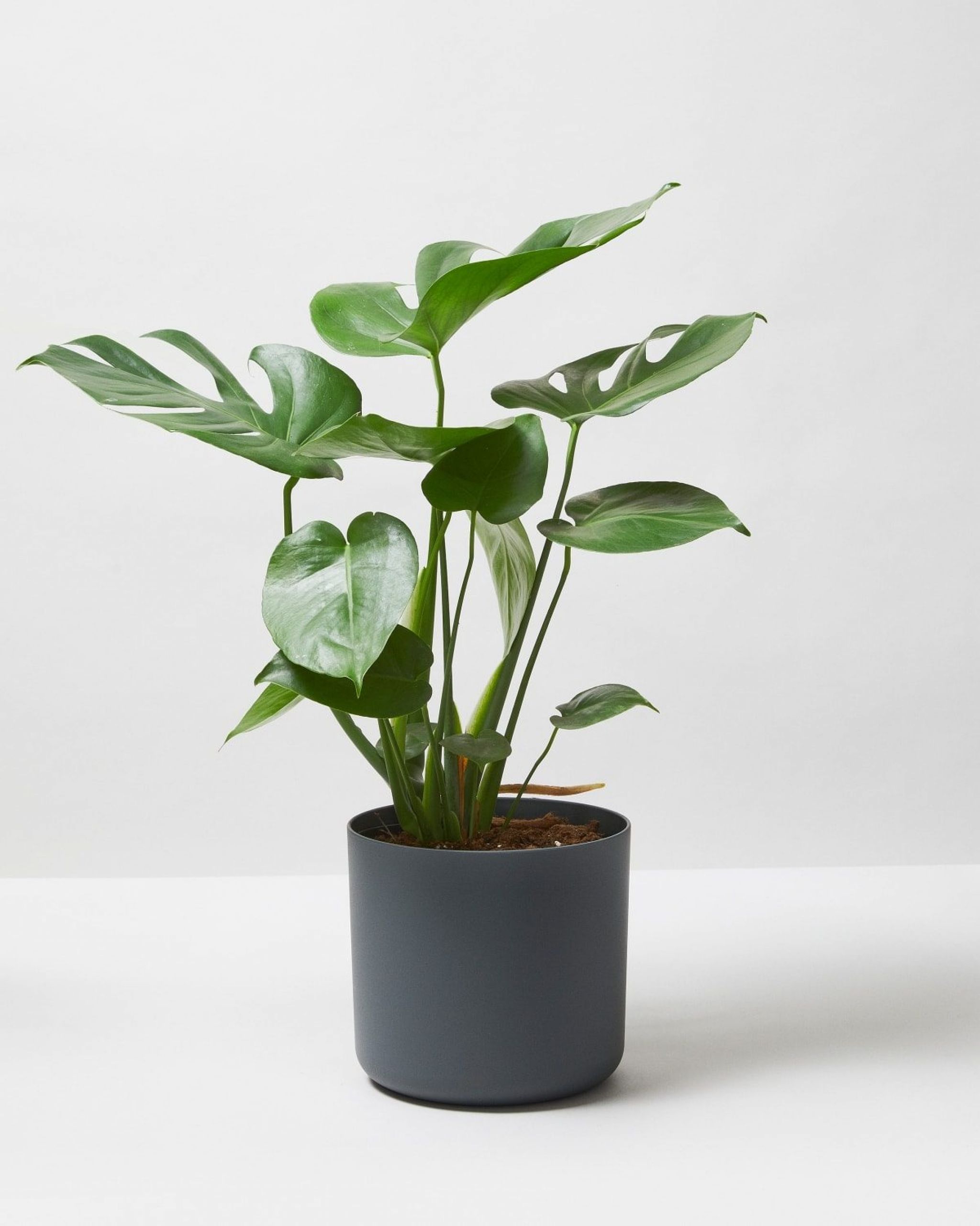 Swiss Cheese Plant | Monstera Deliciosa | Houseplants | The Stem
