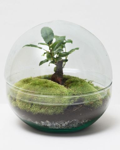 Terrarium Dome | Glass Terrariums | The Stem