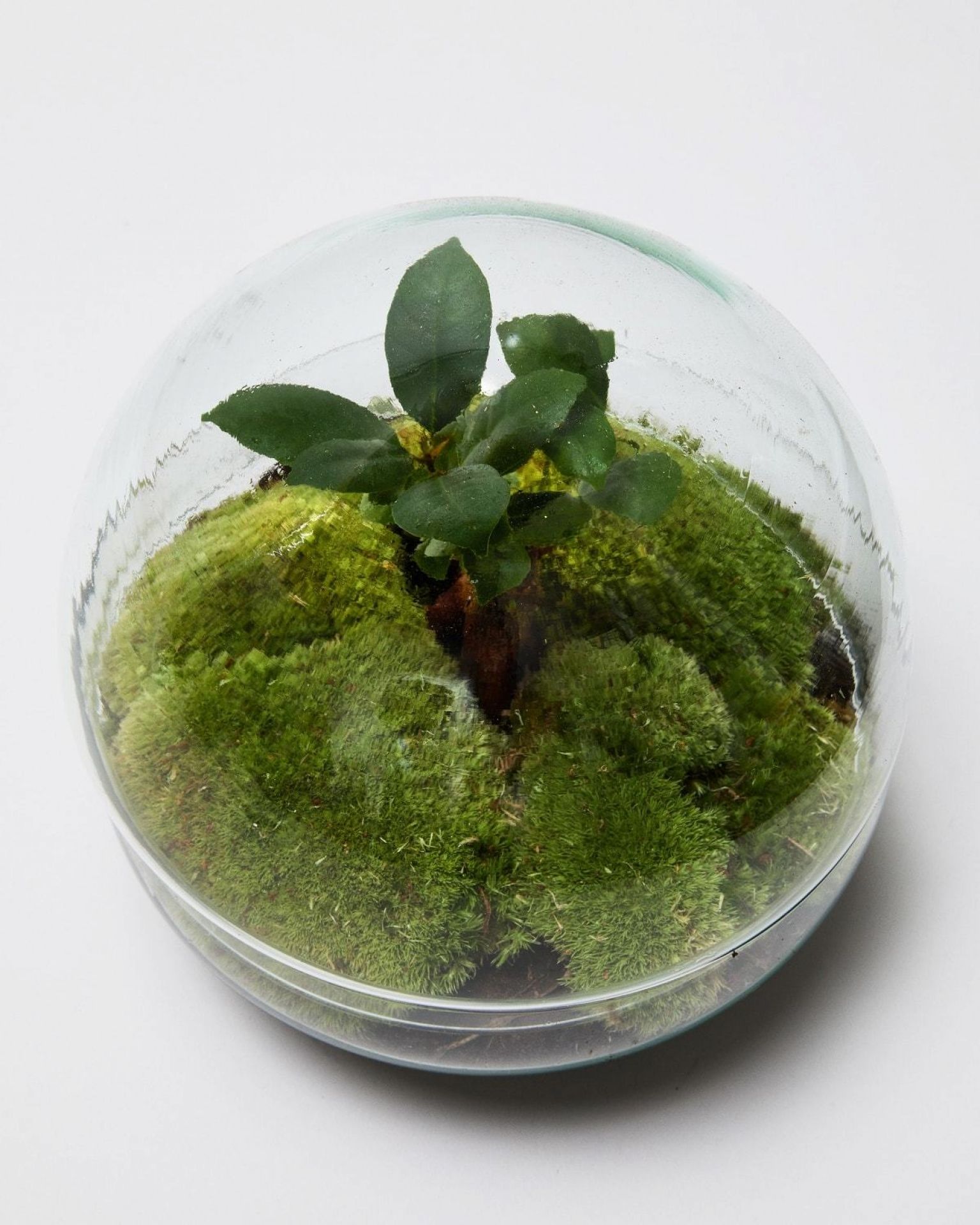 Terrarium Dome | Glass Terrariums | The Stem