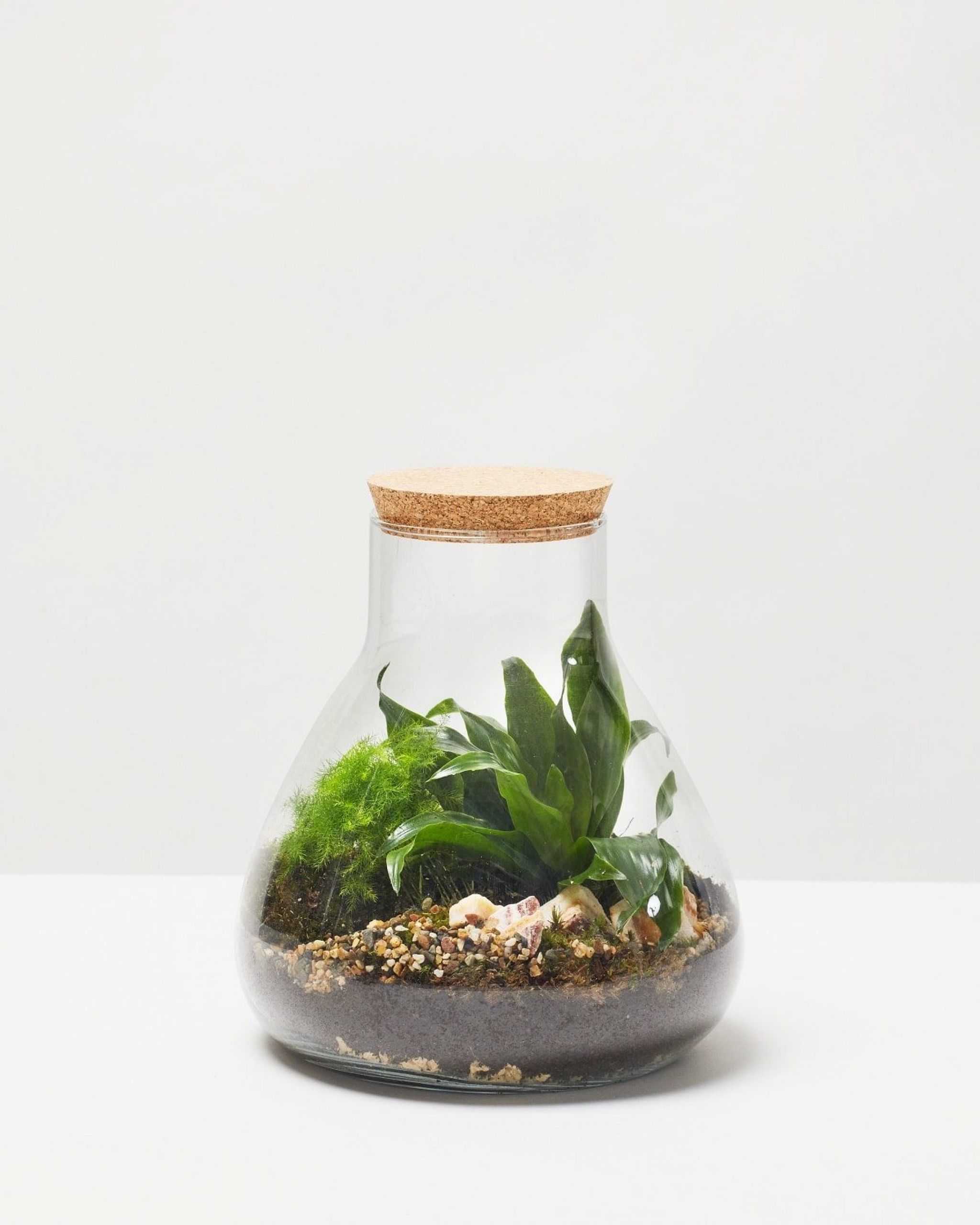 Glass Terrarium | Indoor Plants Delivered | The Stem
