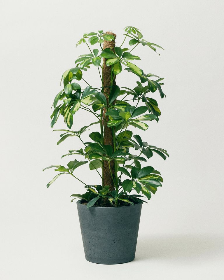 Umbrella Tree | Schefflera Arboricola Gold Capella | Indoor Plants ...